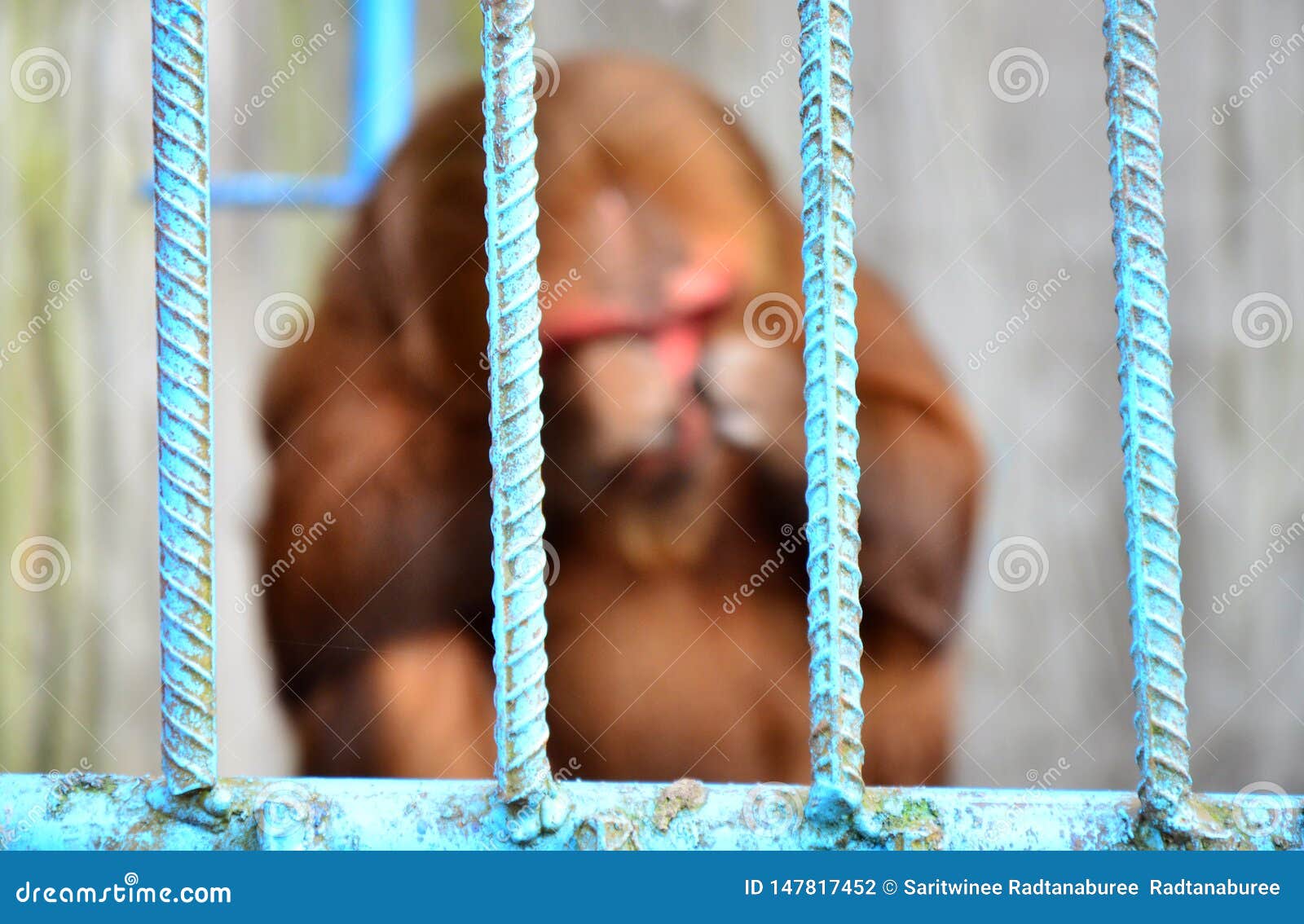 Little Monkey is Trapped in a Zoo Stock Photo - Image of help ...