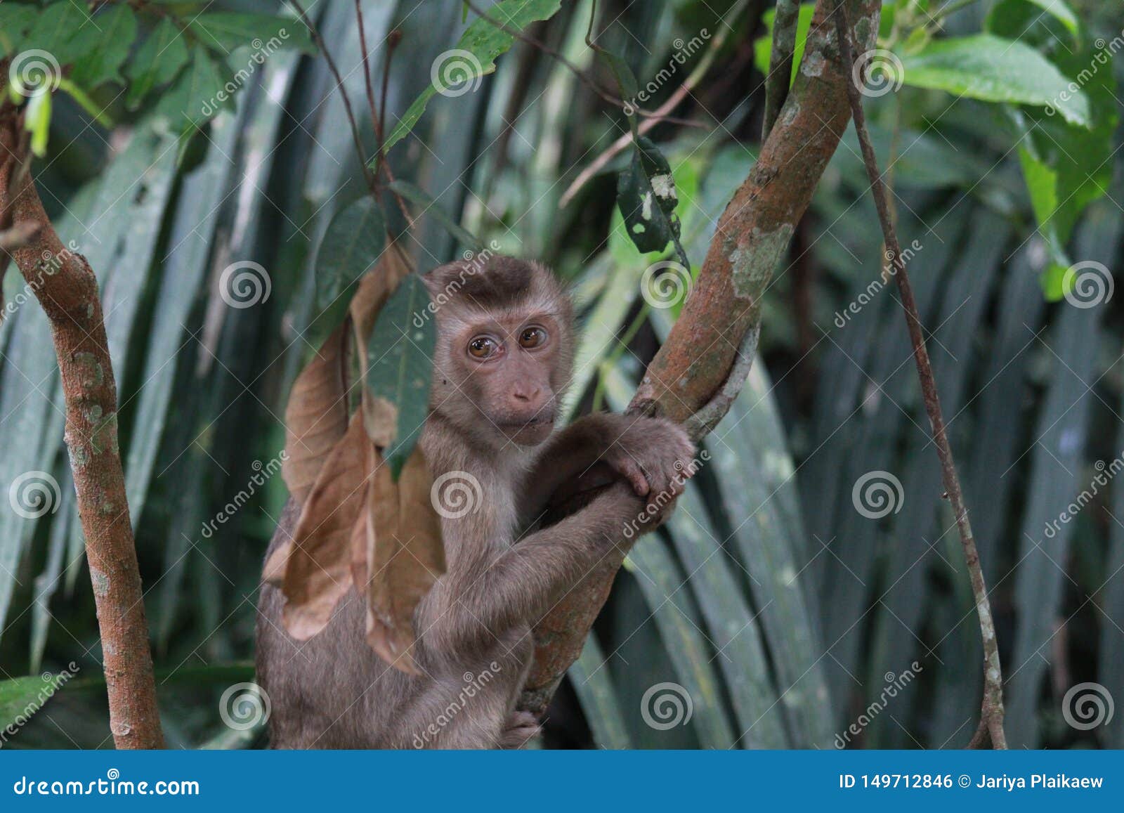 A Little Monkey on the Tree Stock Photo - Image of natural, holding ...