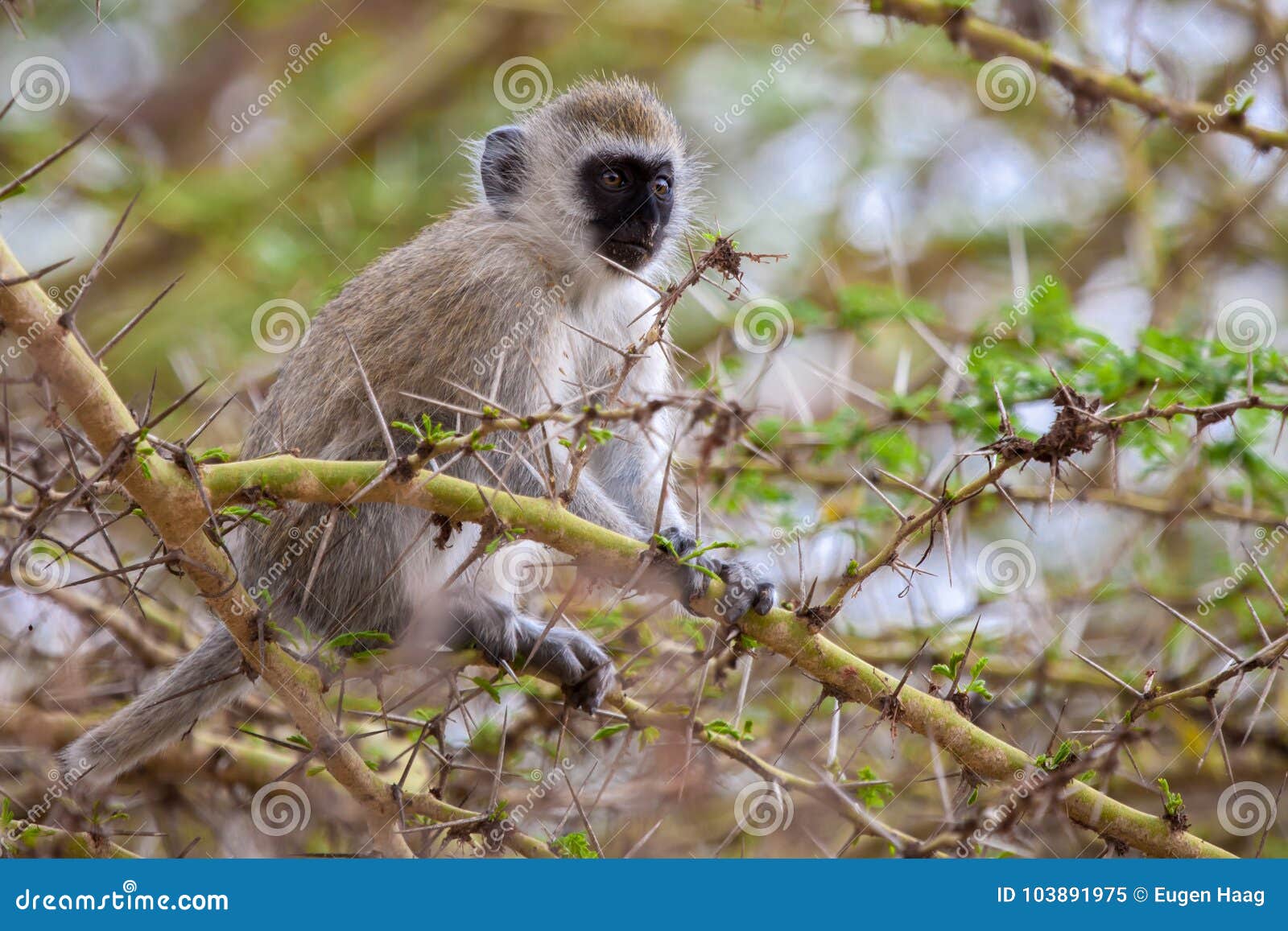Little monkey on a tree stock image. Image of wild, tree - 103891975