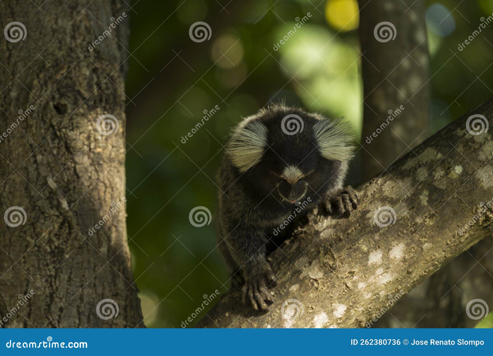 Little Monkey on Tree Branch Stock Photo - Image of mammal, species ...