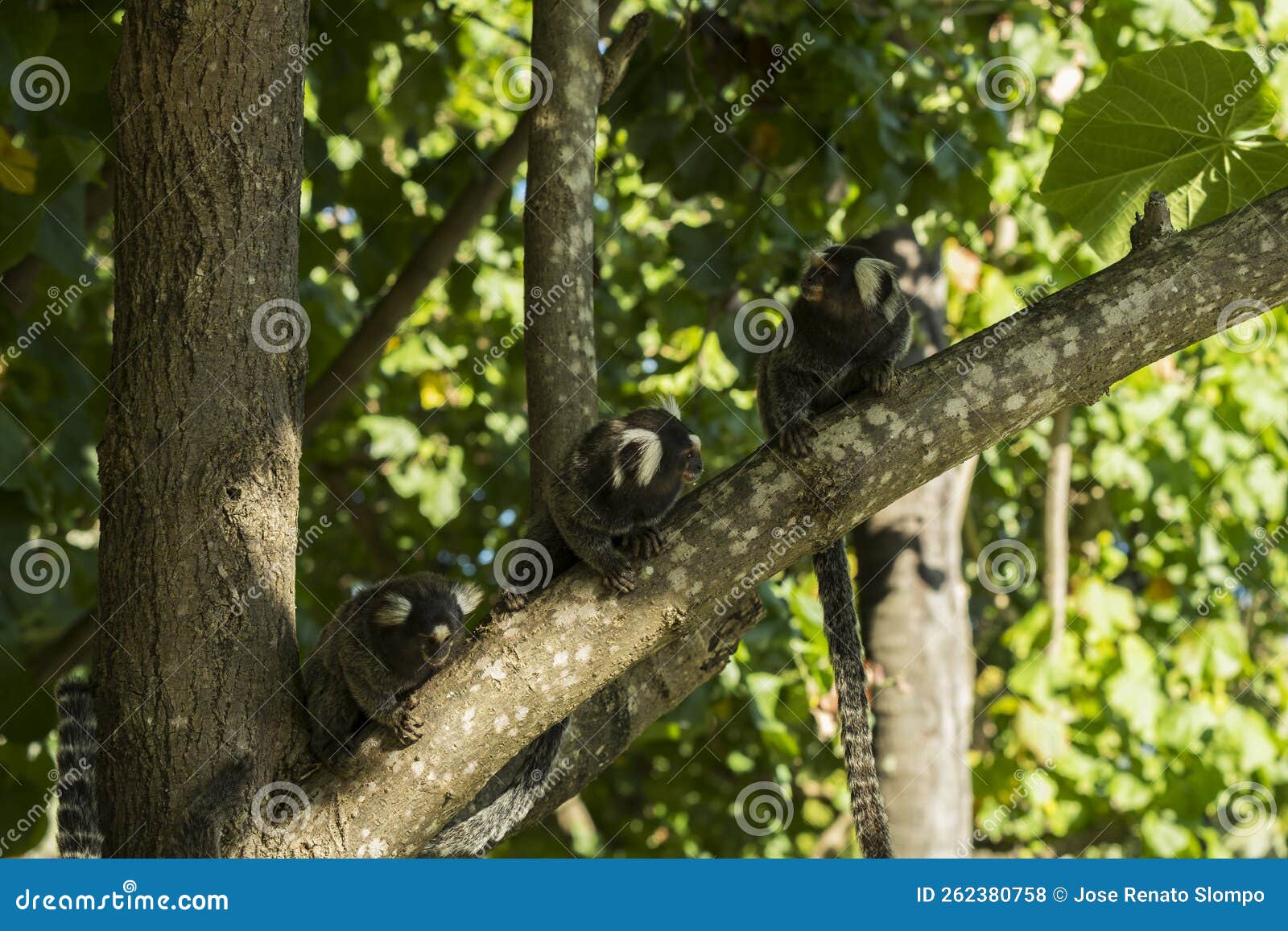 Three Little Monkeys on Tree Branch Stock Photo - Image of tree, south ...