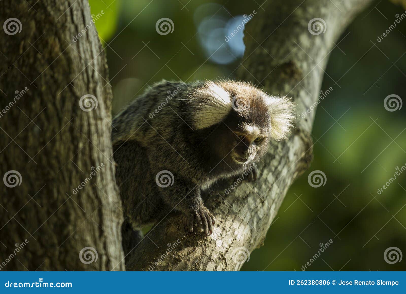 Little Monkey on Tree Branch with Sparse Sun Rays Stock Photo - Image ...