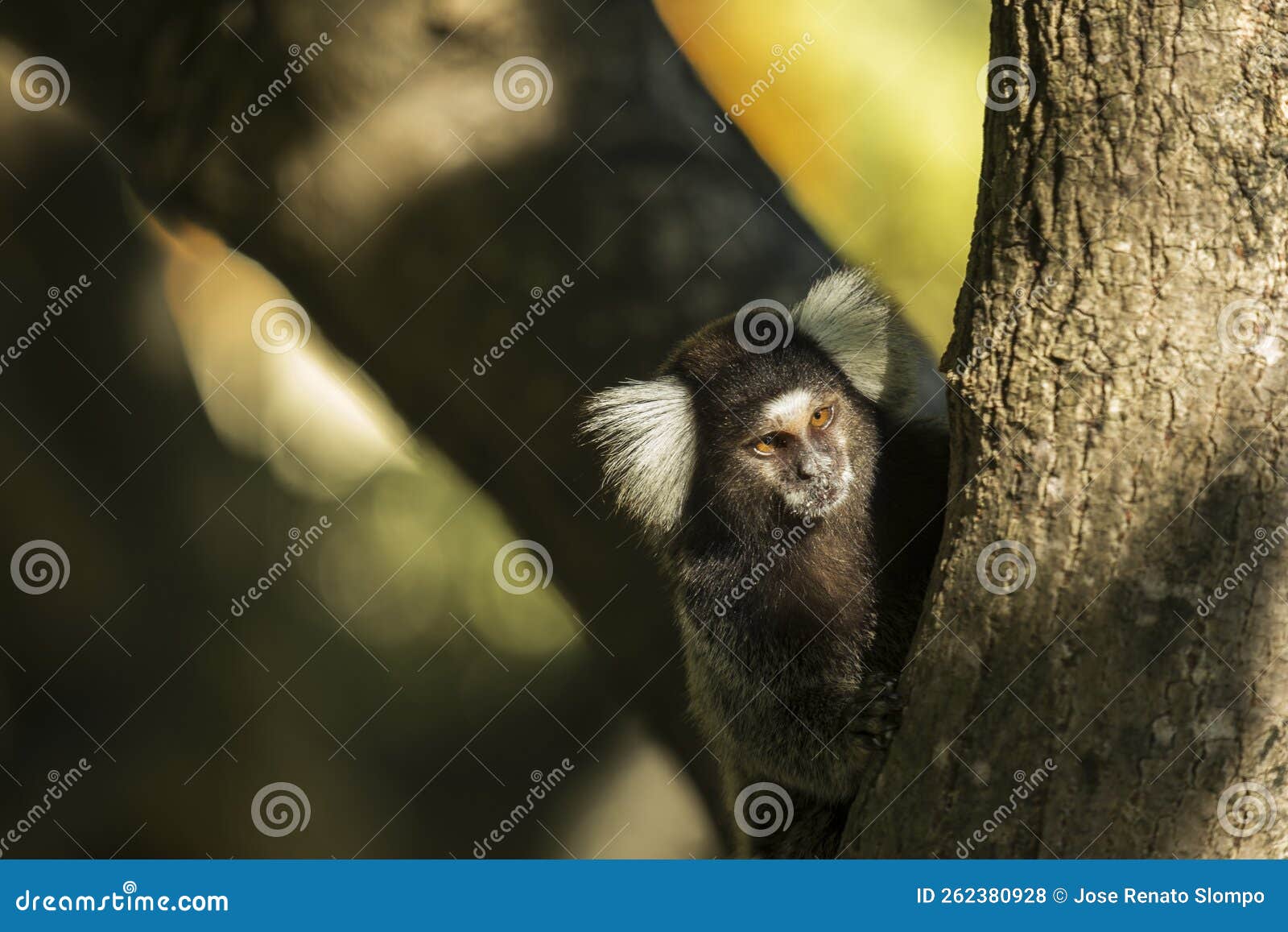 Little Monkey on Tree Branch with Sparse Sun Rays Stock Photo - Image ...