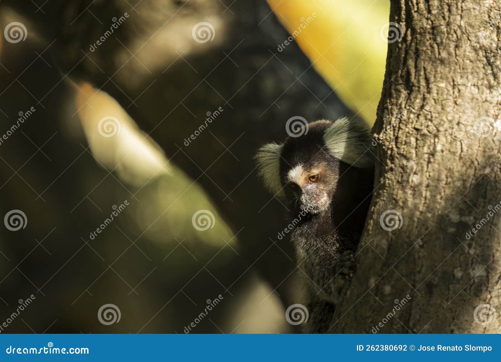 Little Monkey on Tree Branch with Sparse Sun Rays Stock Photo - Image ...
