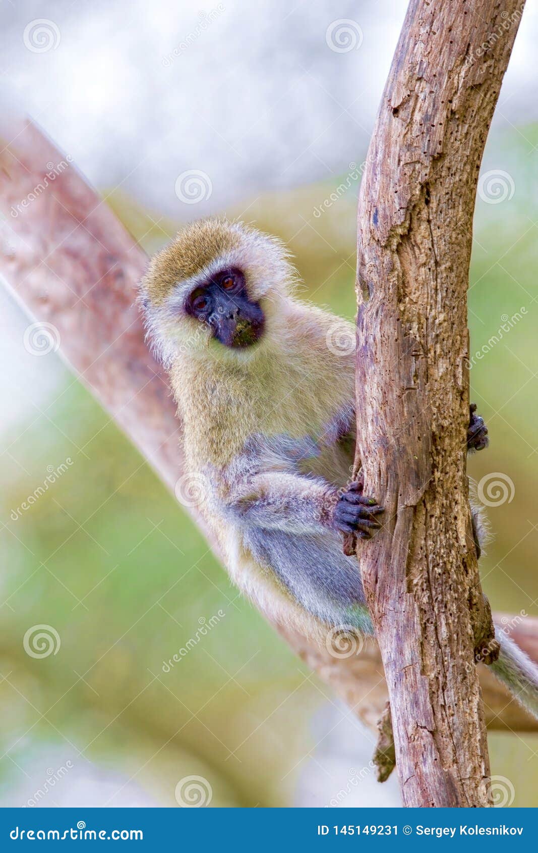 Little Monkey on the Tree. Kenya. Stock Image - Image of green, outdoor ...
