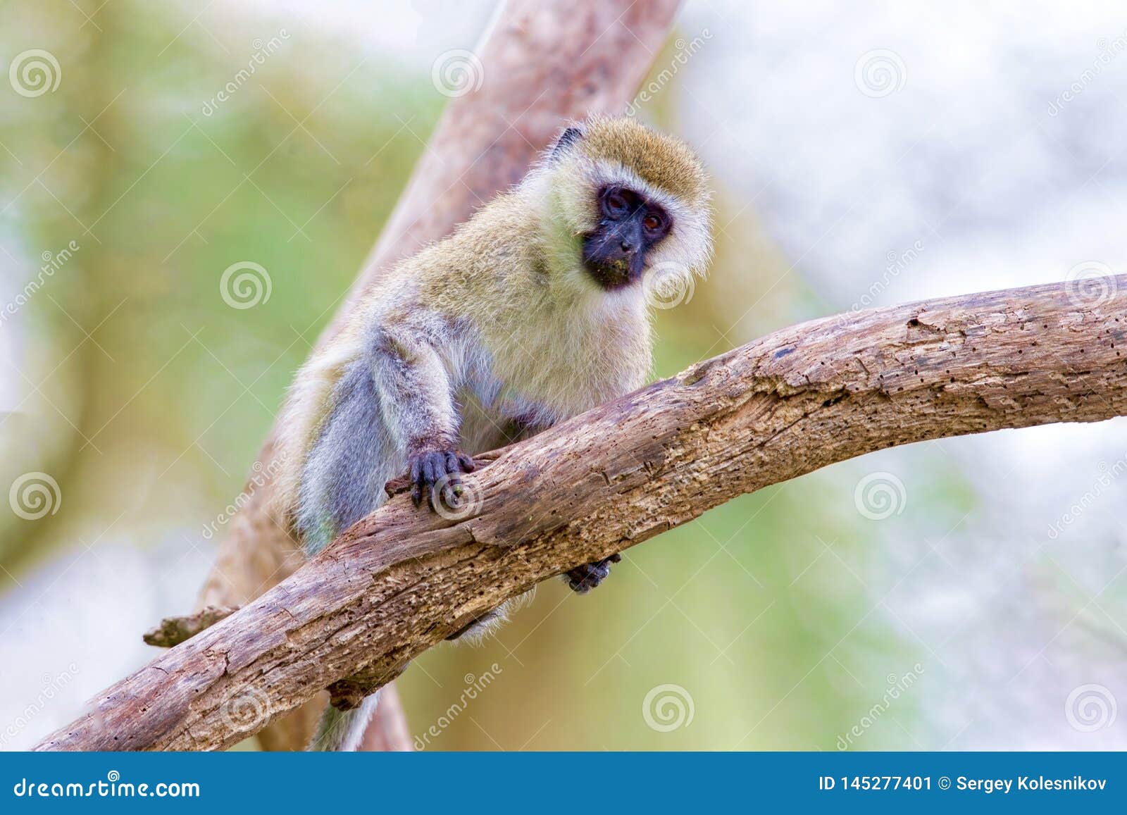 Little Monkey on the Tree. Kenya. Stock Image - Image of closeup, park ...
