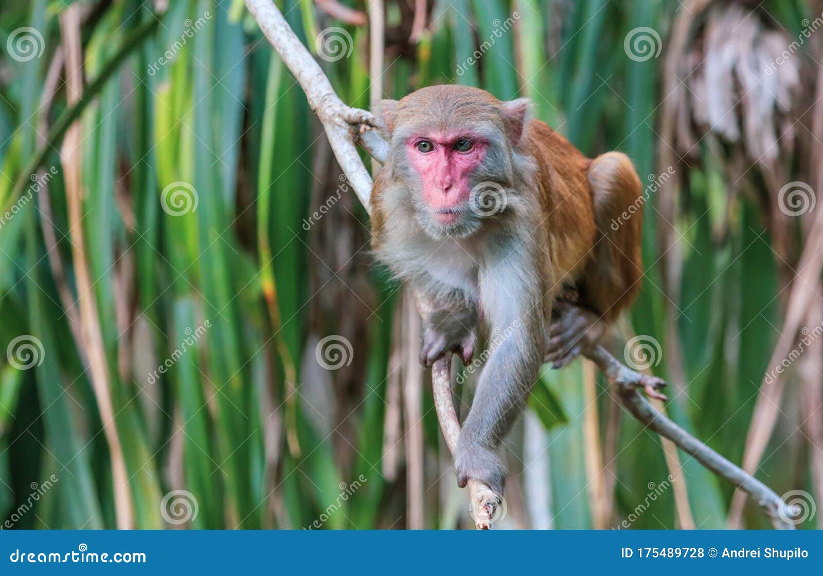 Little Monkey on a Tree in the Park Stock Photo - Image of macaque ...