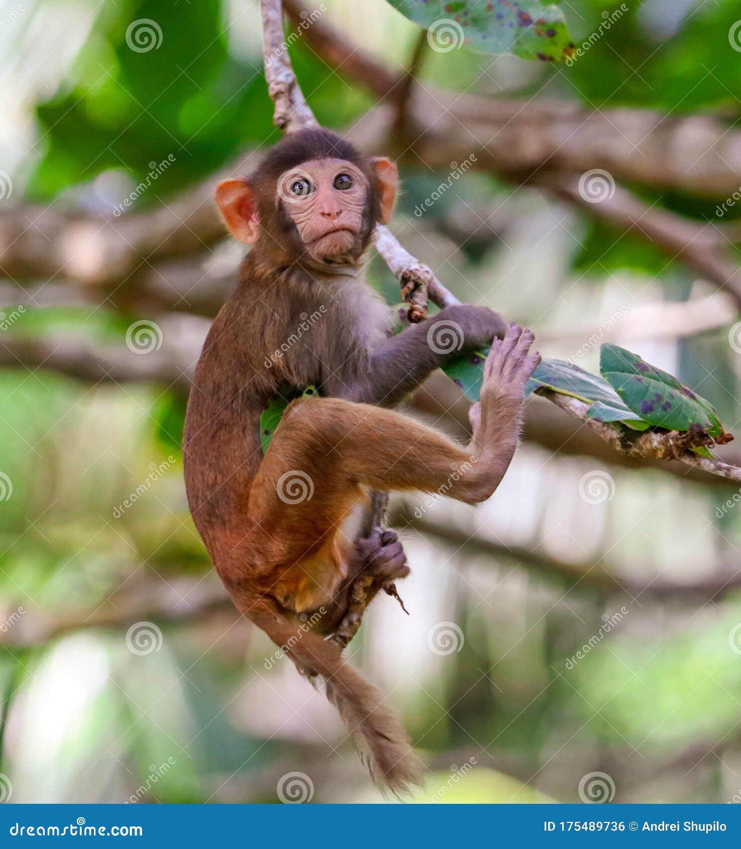 Little Monkey on a Tree in the Park Stock Photo - Image of macaque ...