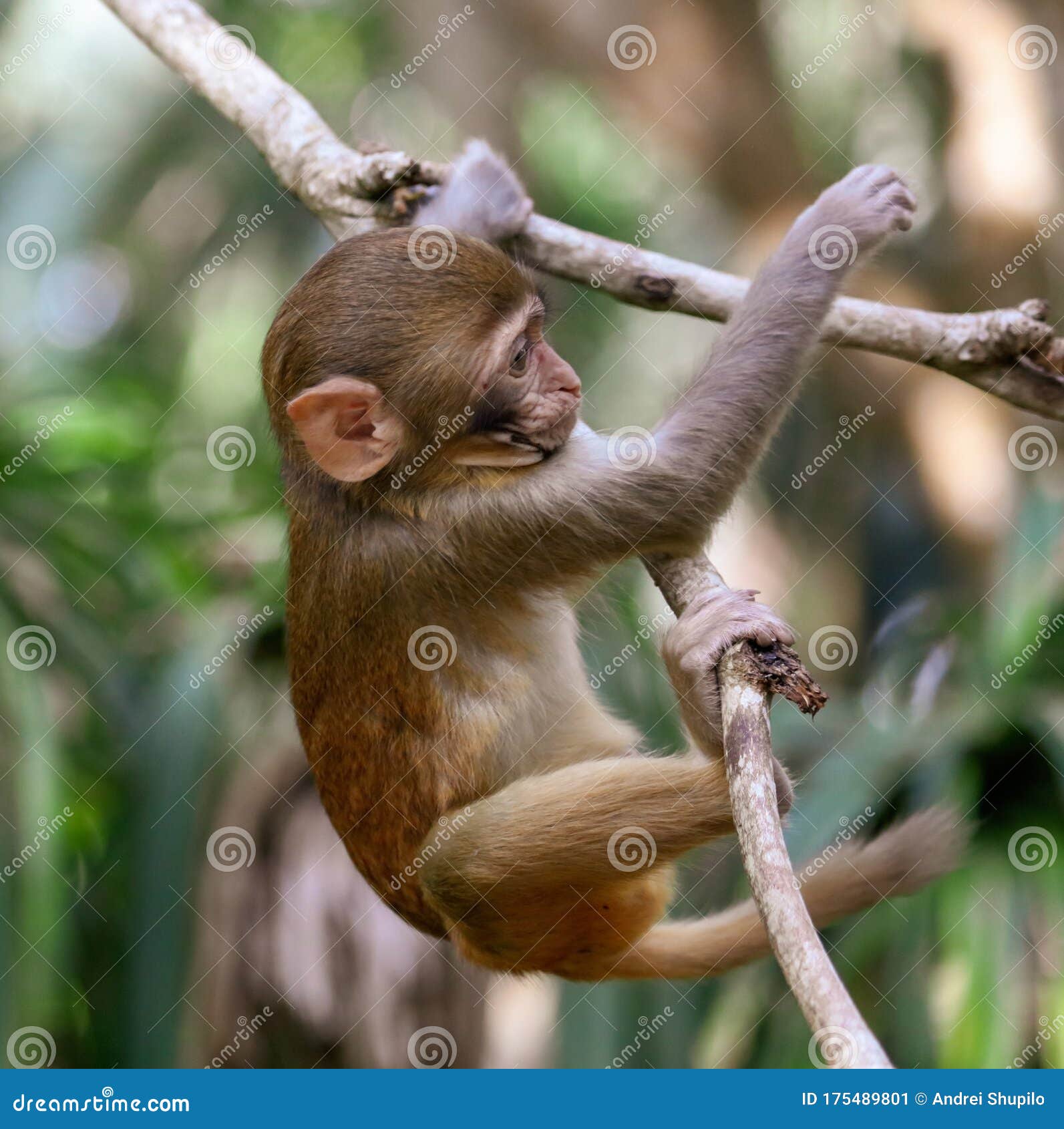 Little Monkey on a Tree in the Park Stock Image - Image of sitting ...