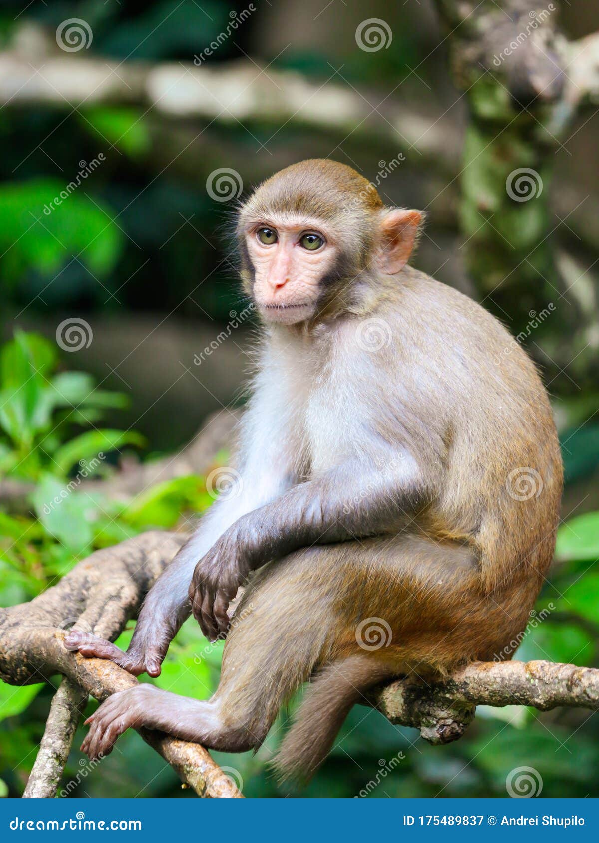 Little Monkey on a Tree in the Park Stock Image - Image of asia, rhesus ...
