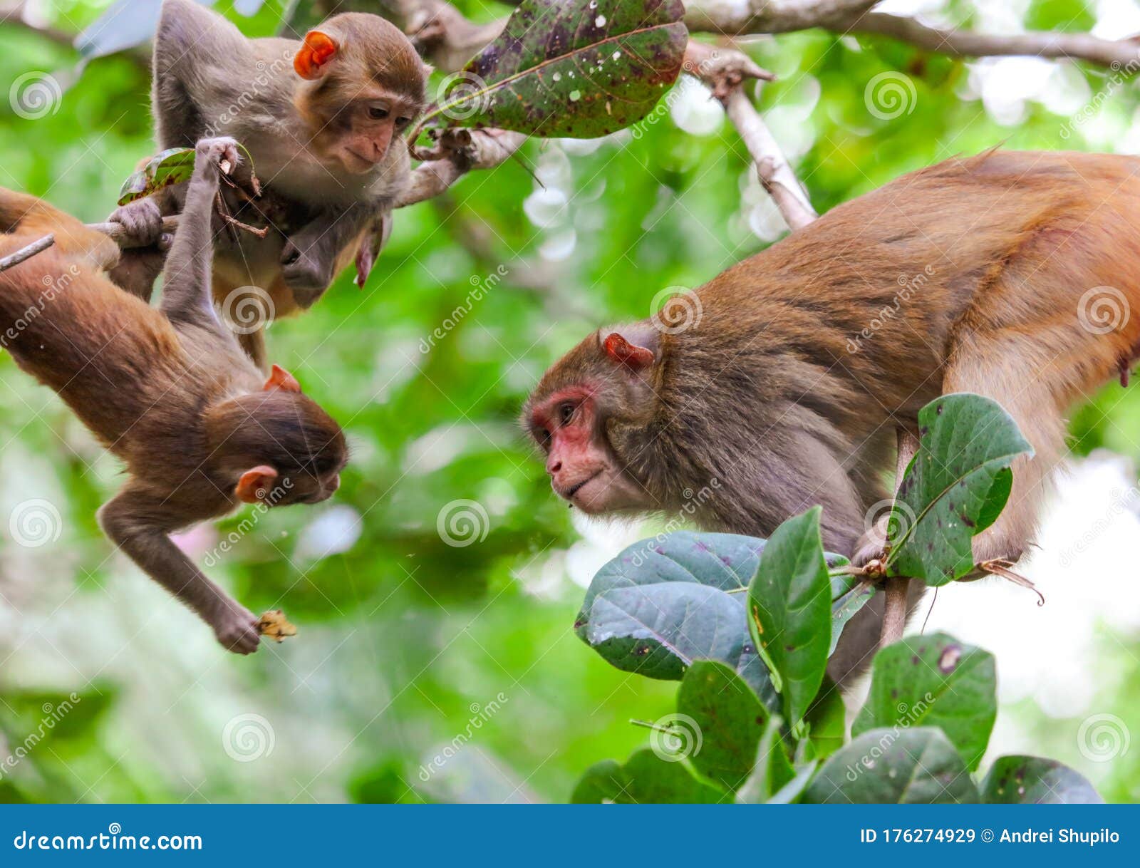 Little Monkey on a Tree in the Park Stock Image - Image of little, face ...