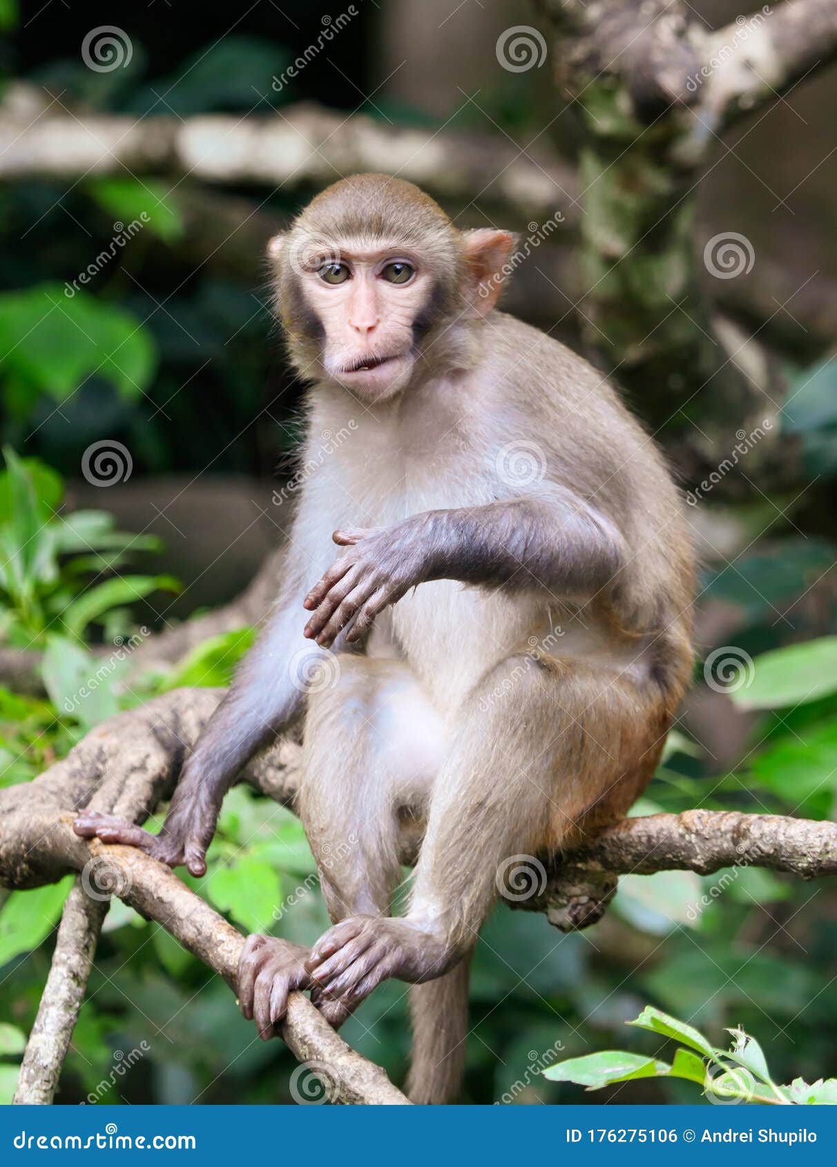 Little Monkey on a Tree in the Park Stock Photo - Image of wild, macaca ...