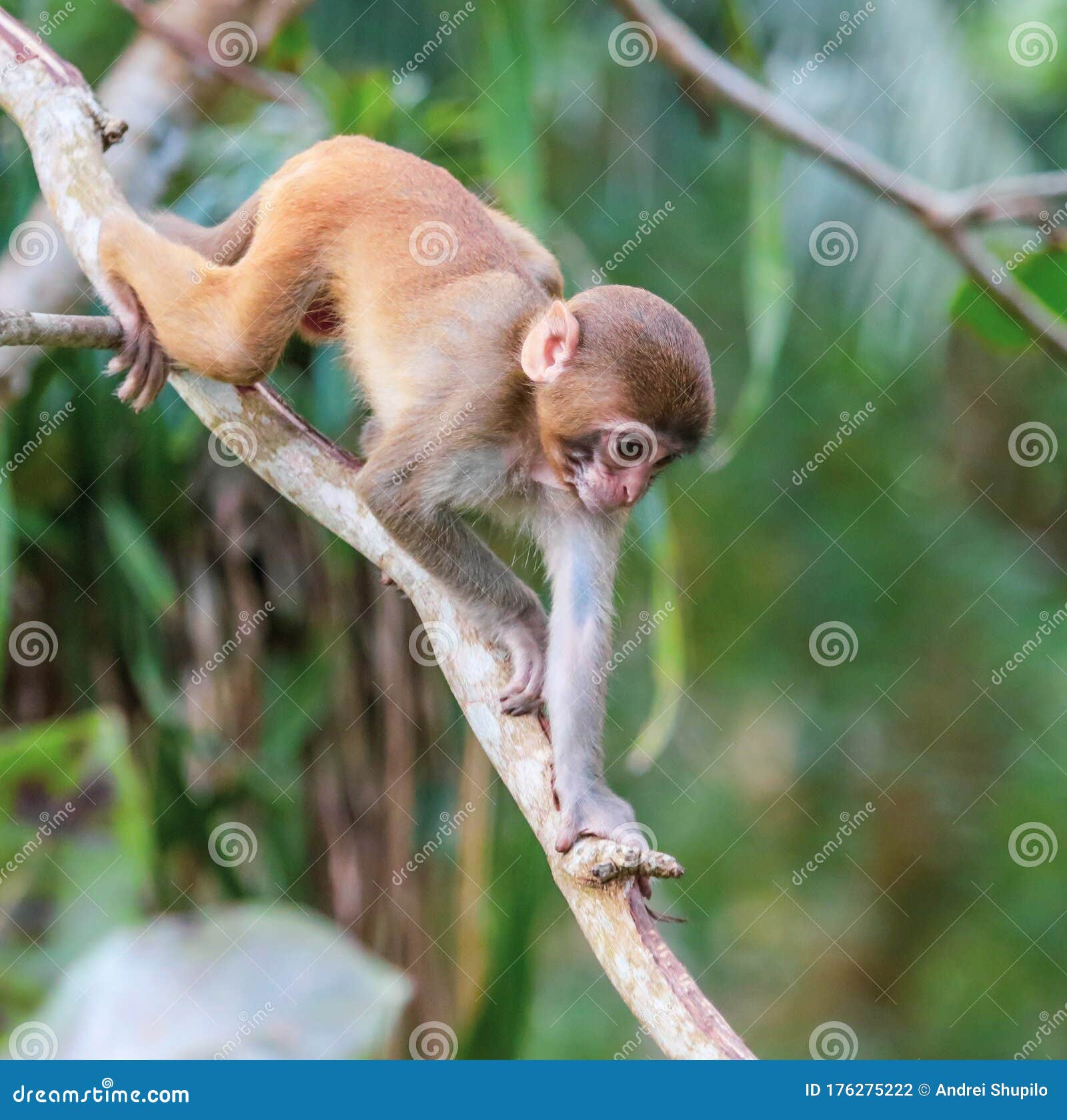 Little Monkey on a Tree in the Park Stock Photo - Image of baby, face ...