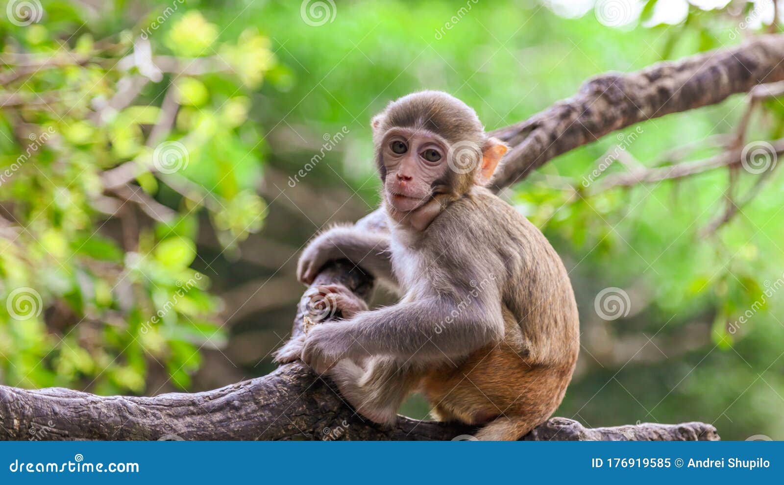 Little Monkey on a Tree in the Park Stock Image - Image of asia, wild ...