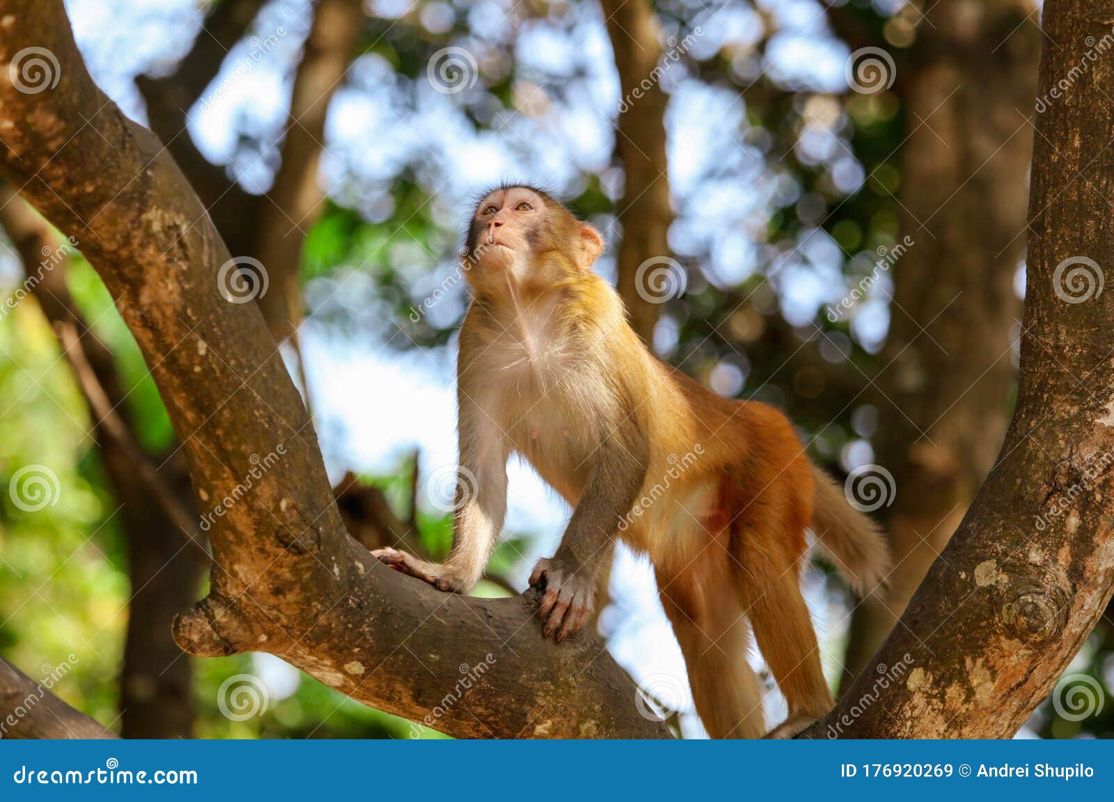 Little Monkey on a Tree in the Park Stock Image - Image of wild, macaca ...