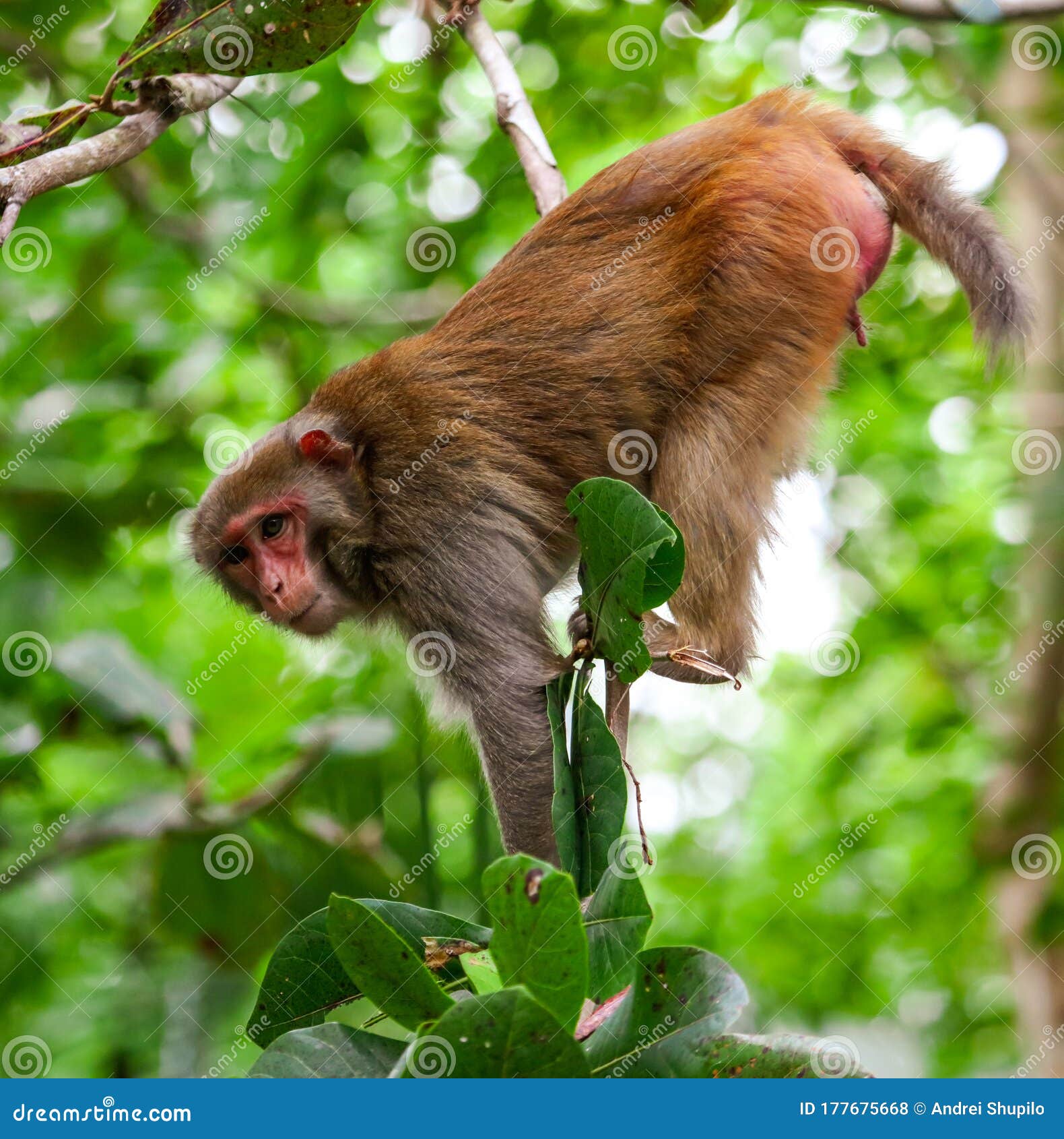 Little Monkey on a Tree in the Park Stock Photo - Image of young, small ...