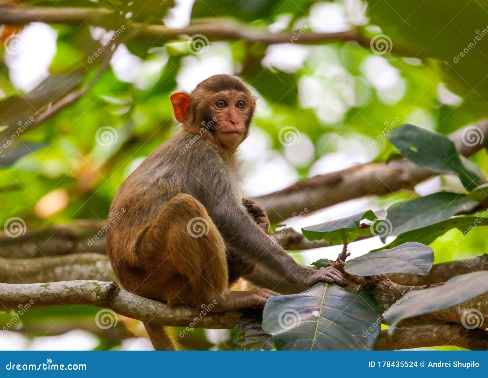 Little Monkey on a Tree in the Park Stock Photo - Image of cute, mammal ...