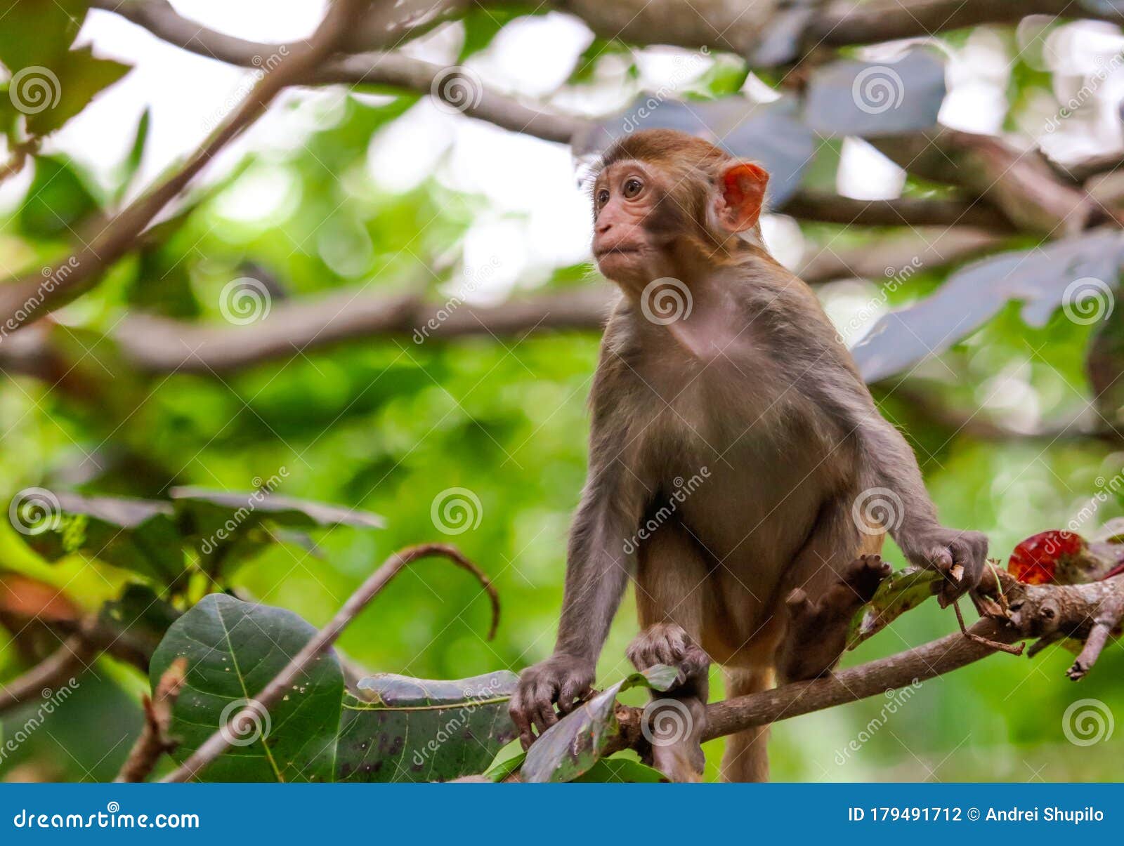 Little Monkey on a Tree in the Park Stock Photo - Image of young ...