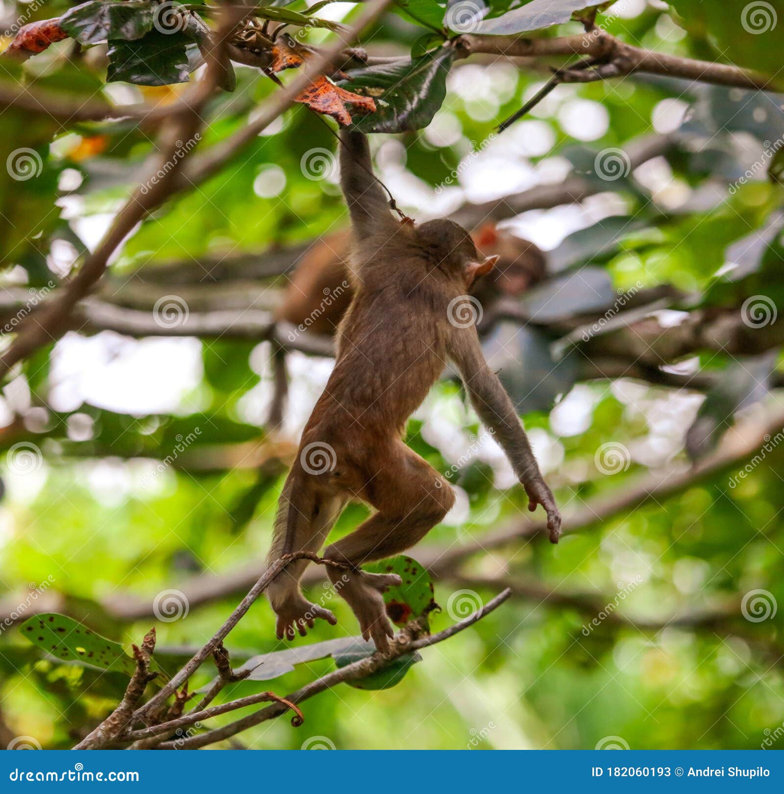 Little Monkey on a Tree in the Park Stock Image - Image of macaque ...