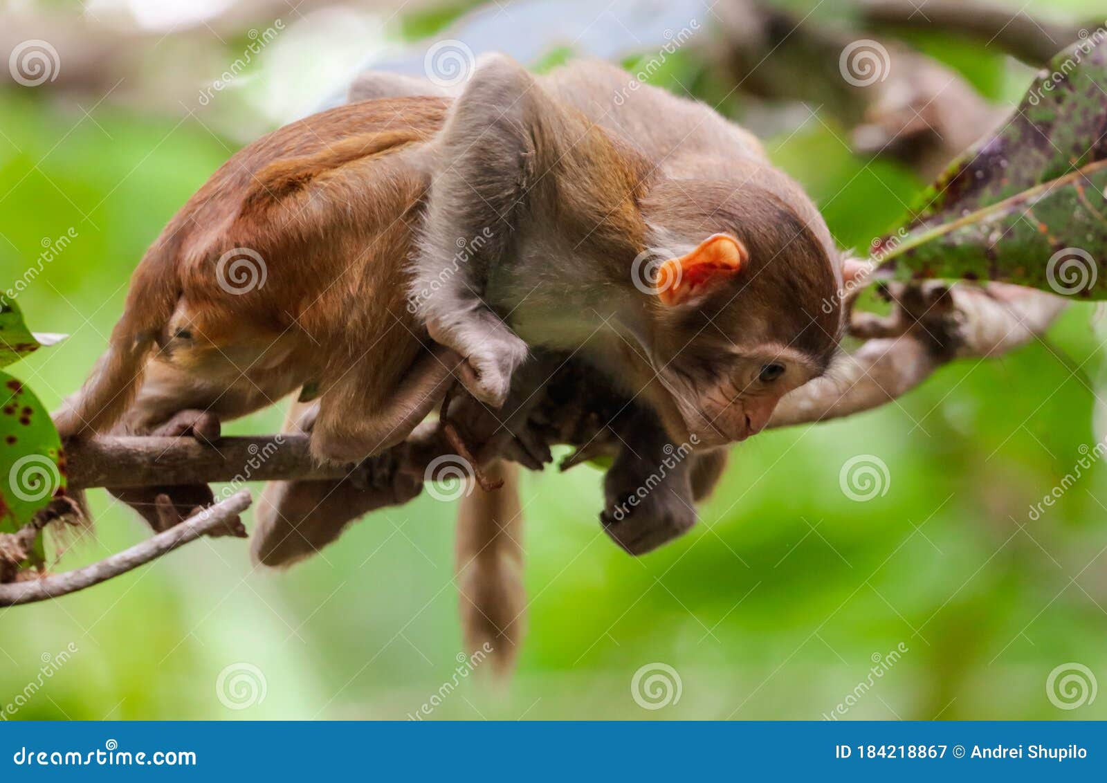 Little Monkey on a Tree in the Park Stock Image - Image of cute, wild ...
