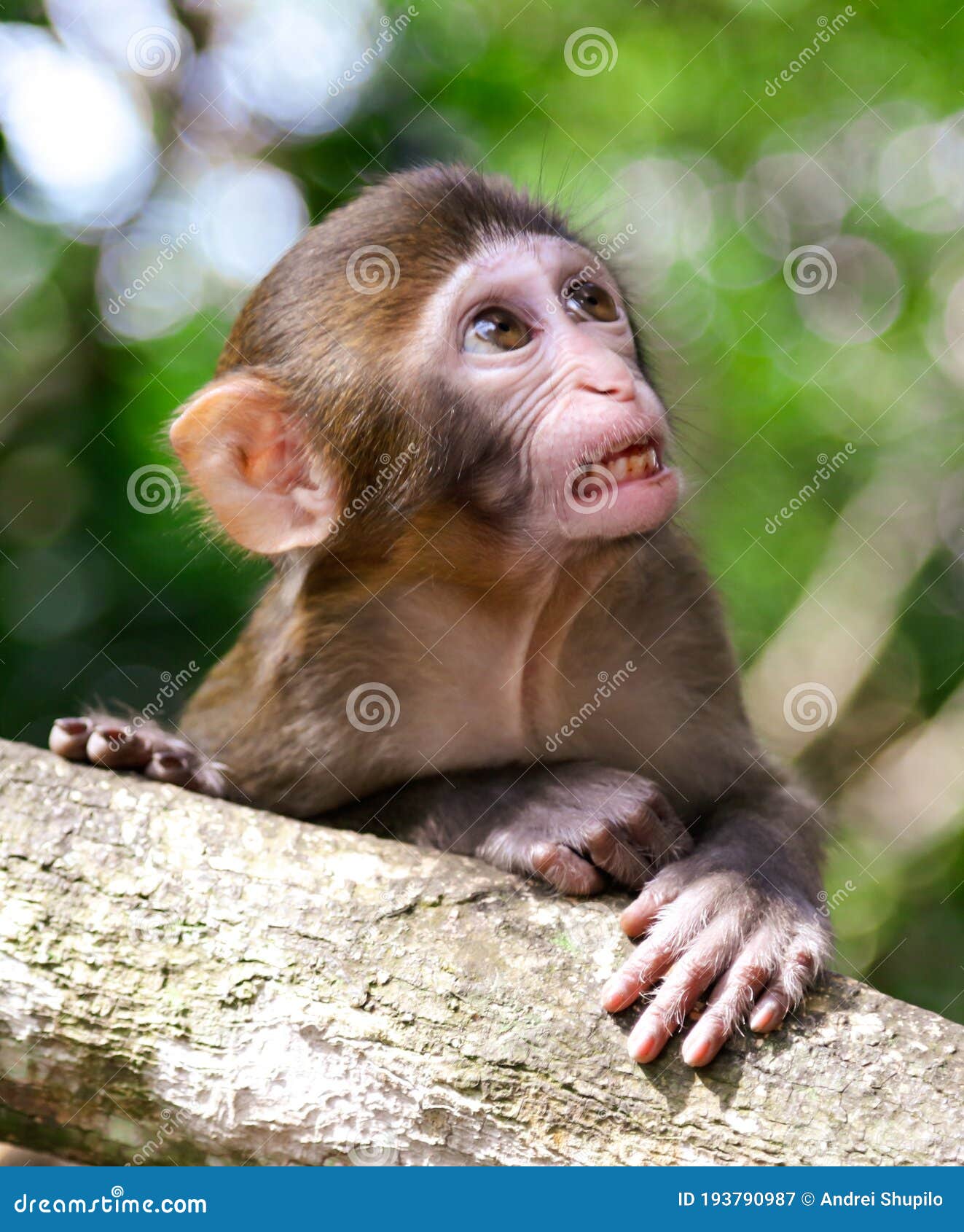 Little Monkey on a Tree in the Park Stock Image - Image of animal ...
