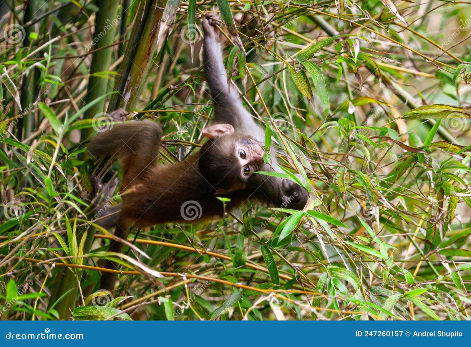 Little Monkey on a Tree in the Park Stock Image - Image of mammal, cute ...