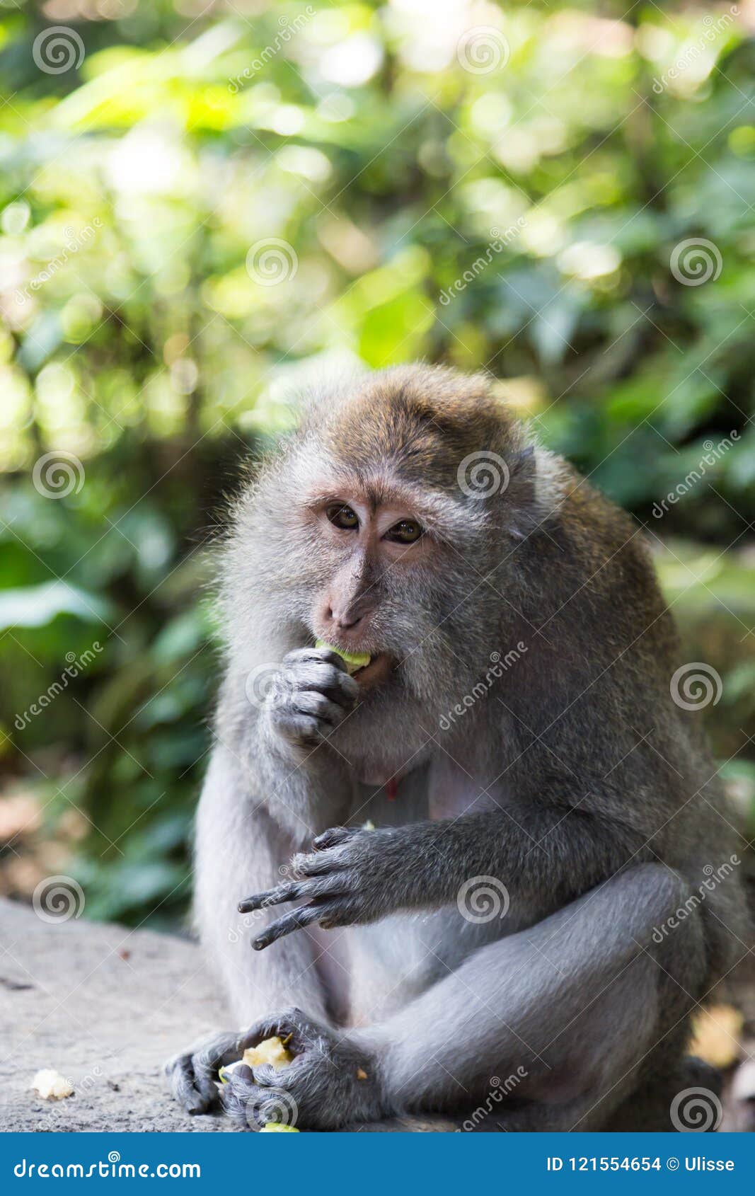 Little monkey stock photo. Image of wildlife, view, color - 121554654