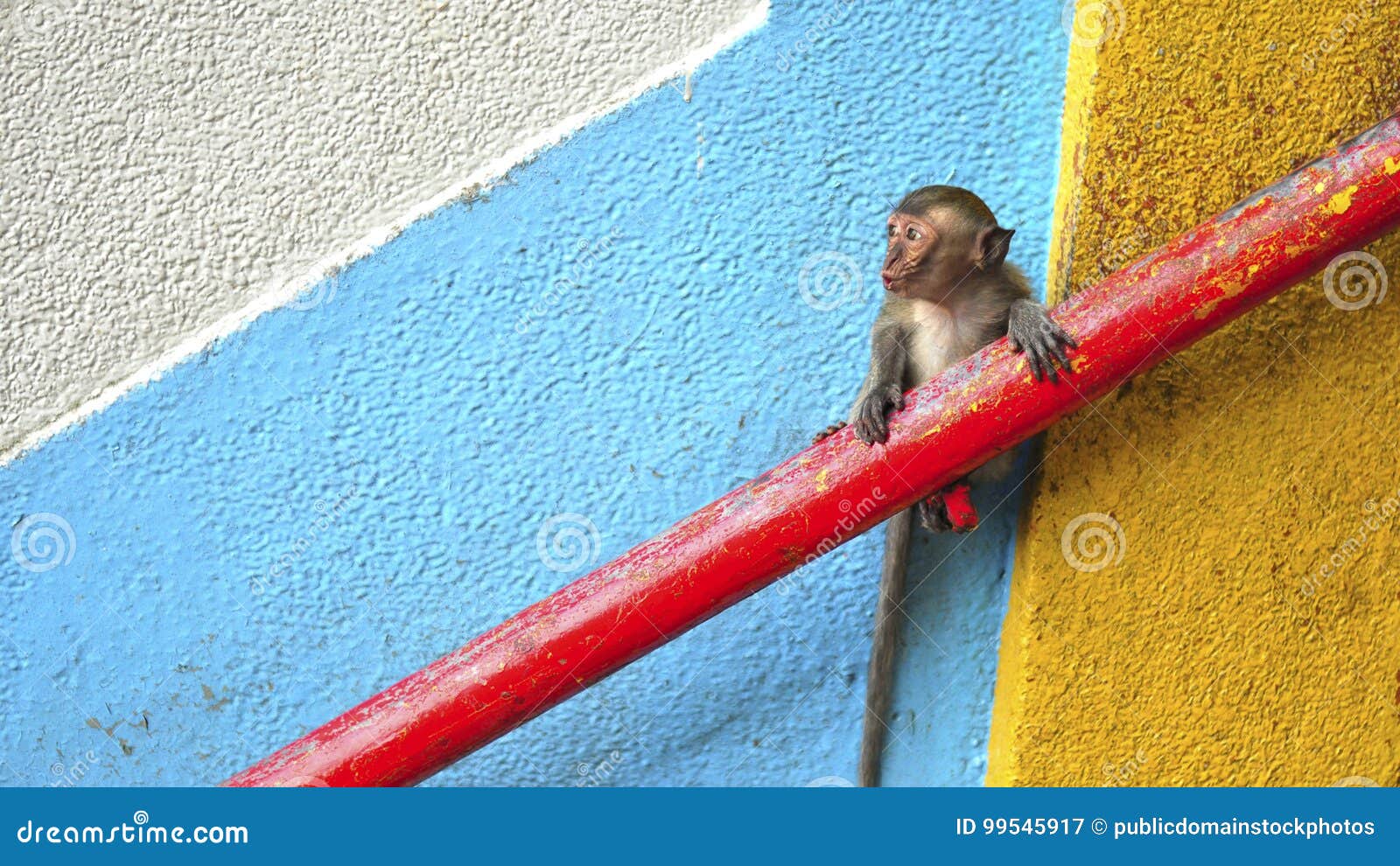 Little Monkey On Wall Picture. Image: 99545917