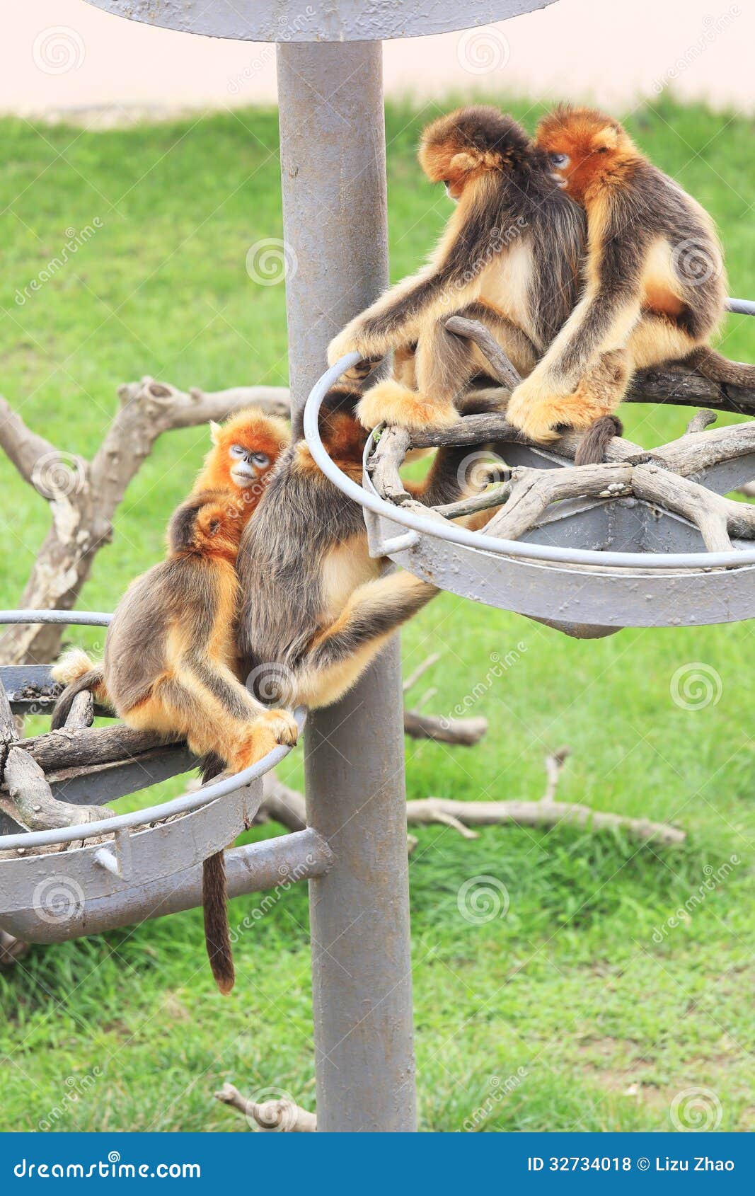Little monkeys stock photo. Image of face, sitting, array - 32734018