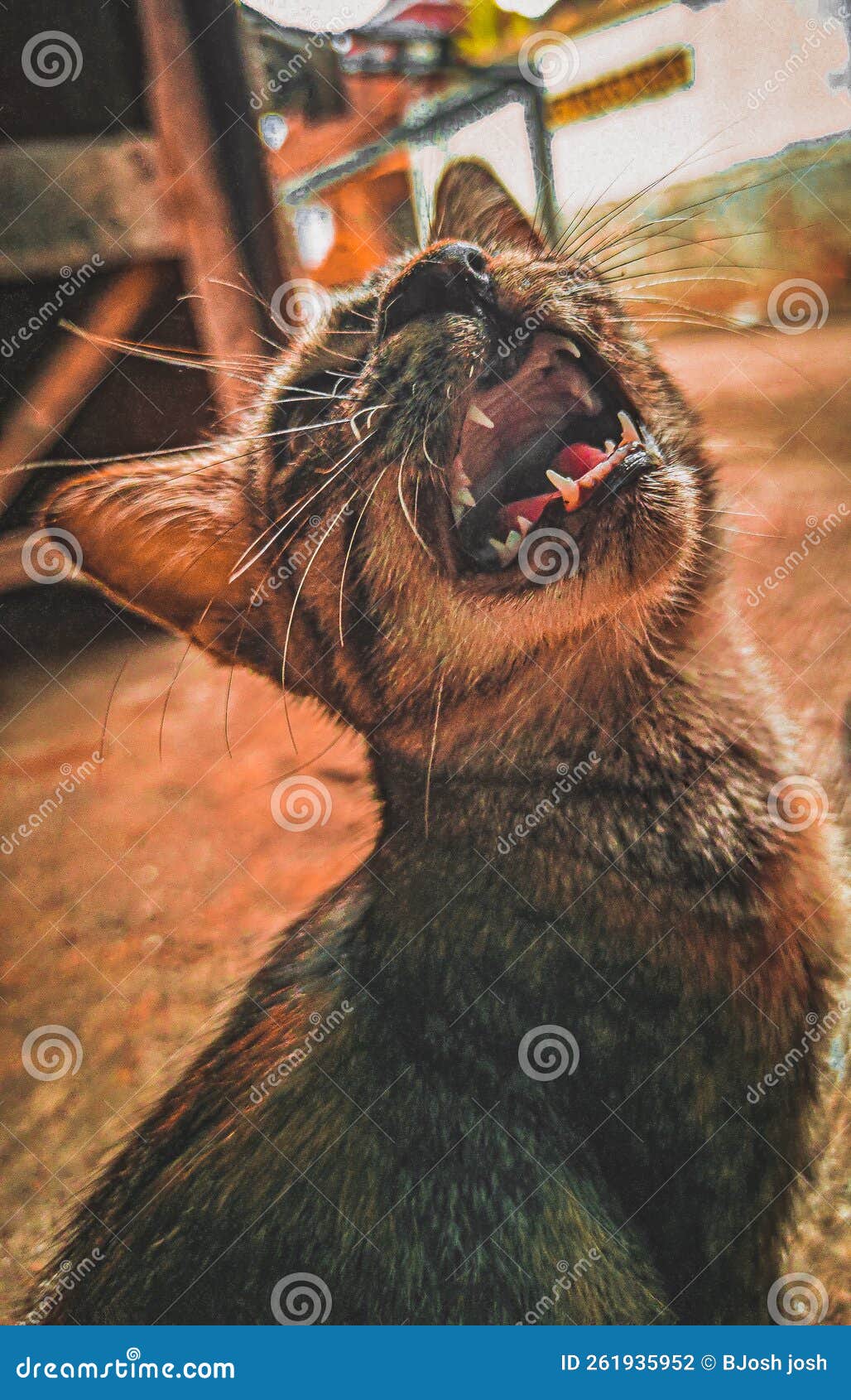 Little Monster Cat stock photo. Image of head, drawing - 261935952