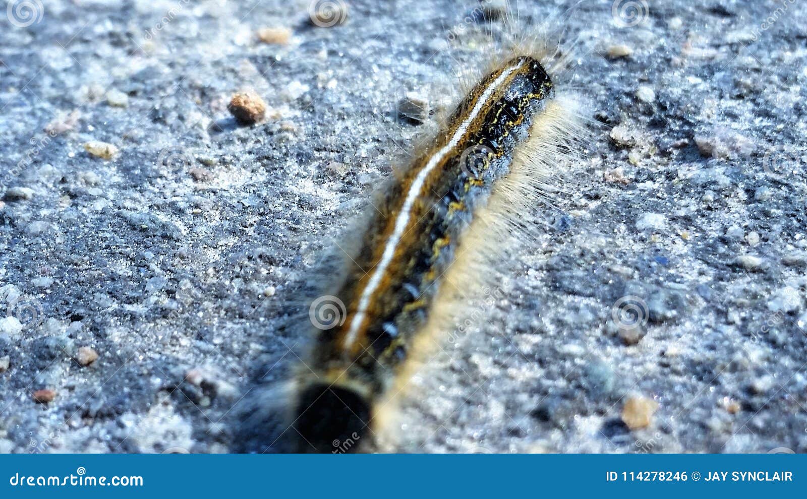 Little Monster stock photo. Image of animals, little - 114278246