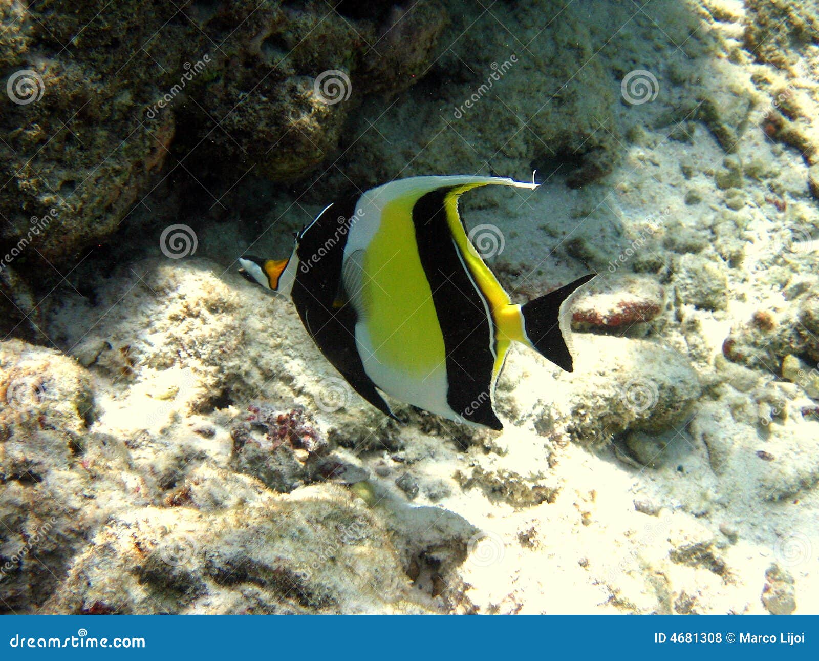 Moorish Idol From Polynesia Stock Photography | CartoonDealer.com #9703154