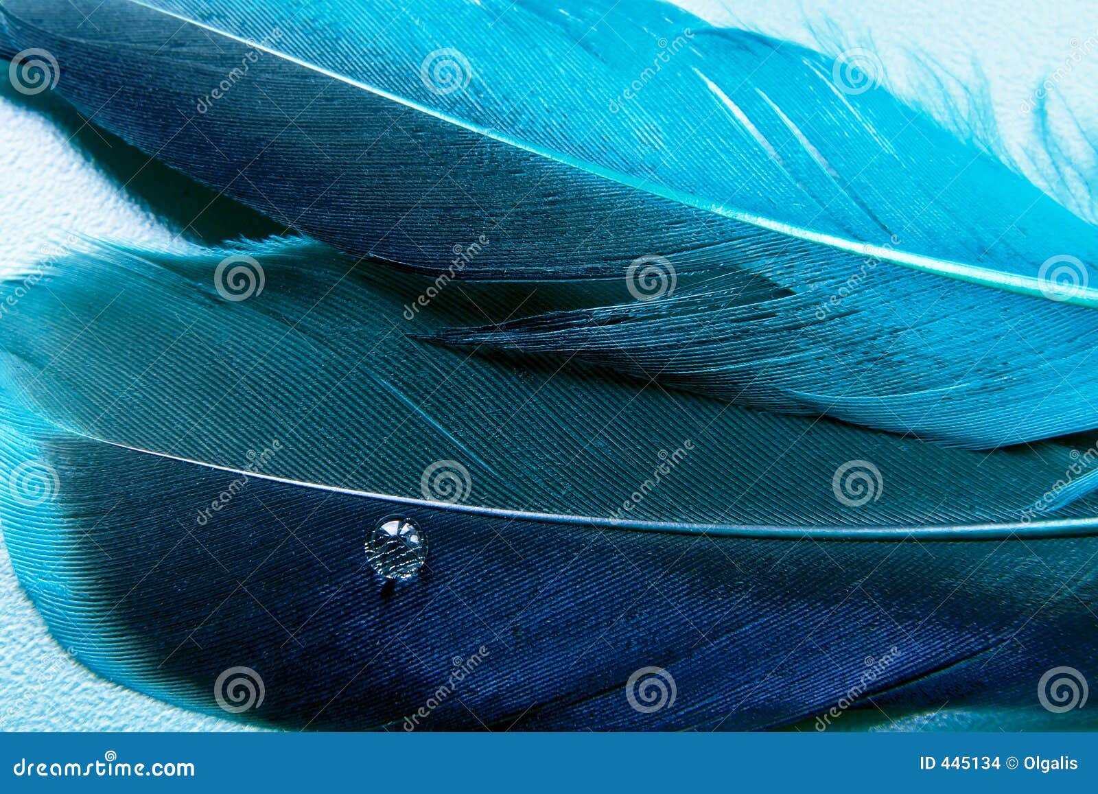 A little more blue feather stock photo. Image of pens, dial - 445134