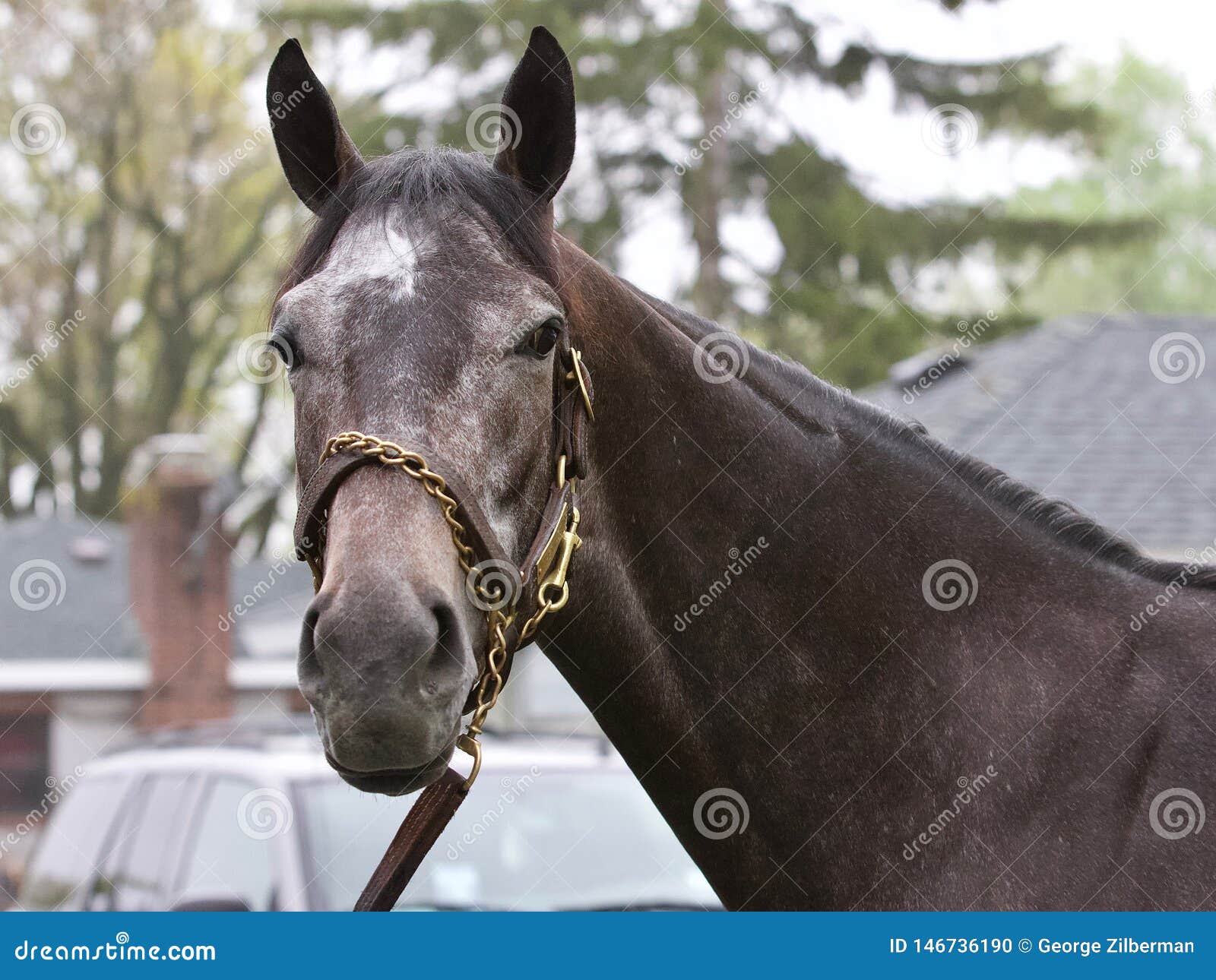 Herwaze a Stunning Gray Filly by Cross Traffic Stock Photo - Image of ...