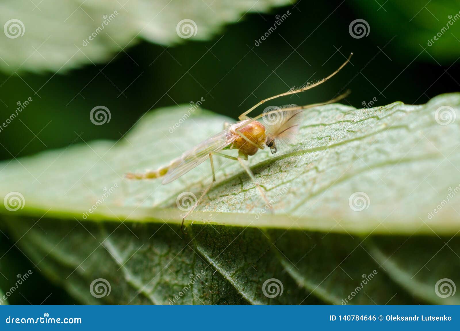 Little Mosquito on the Leaf Stock Photo - Image of medical, macro ...