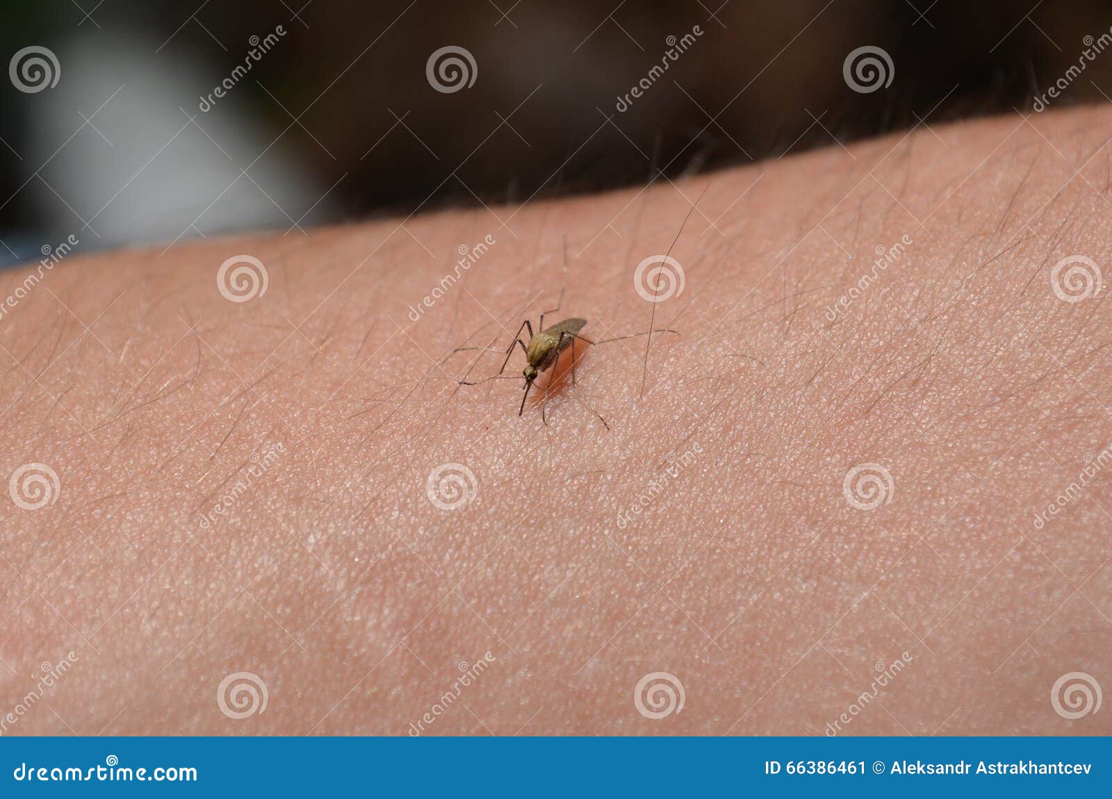 Little mosquito stock image. Image of parasitic, blood - 66386461