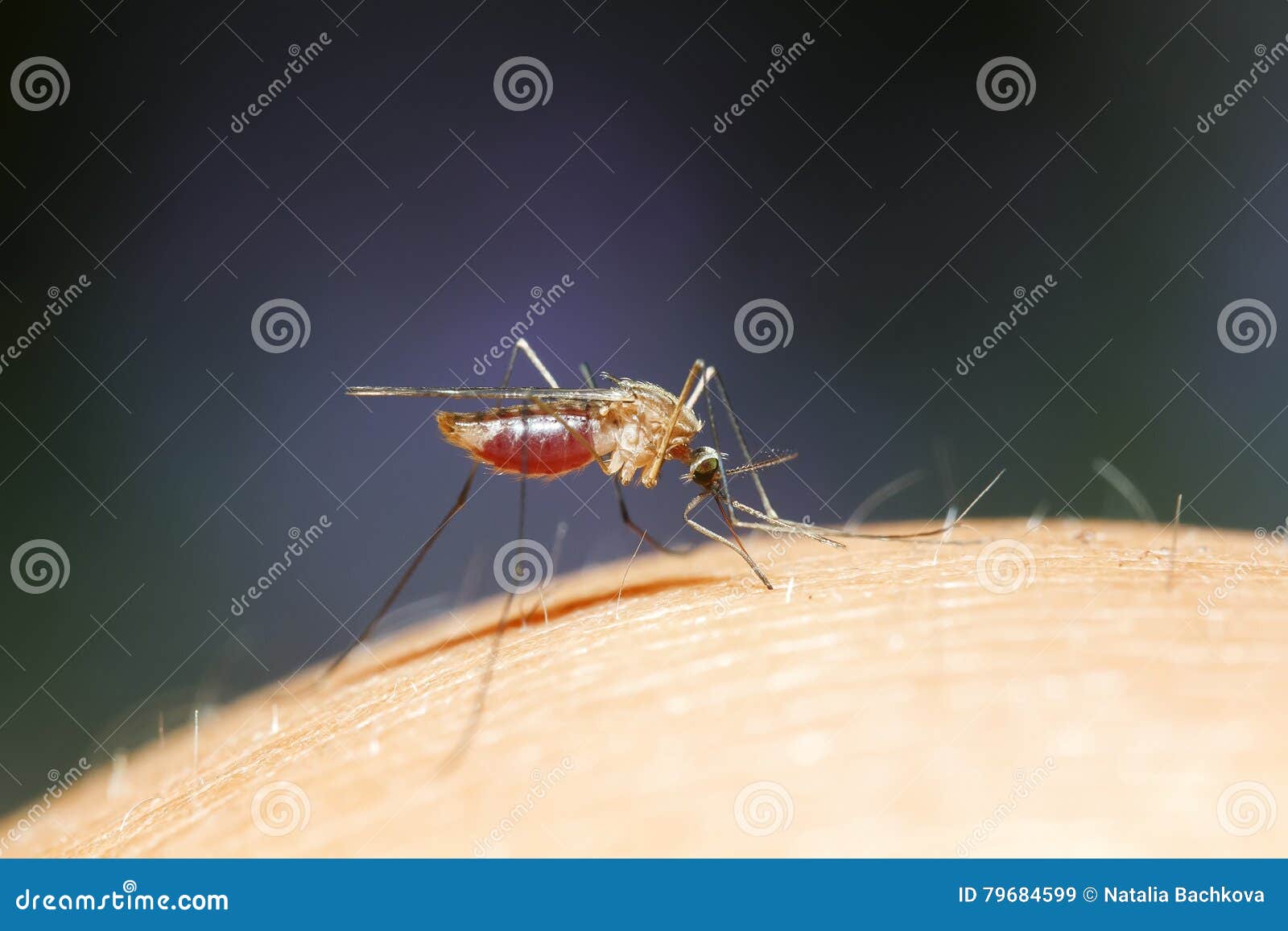 Little Mosquito Sits and Drinks the Blood of a Full Belly Stock Image ...