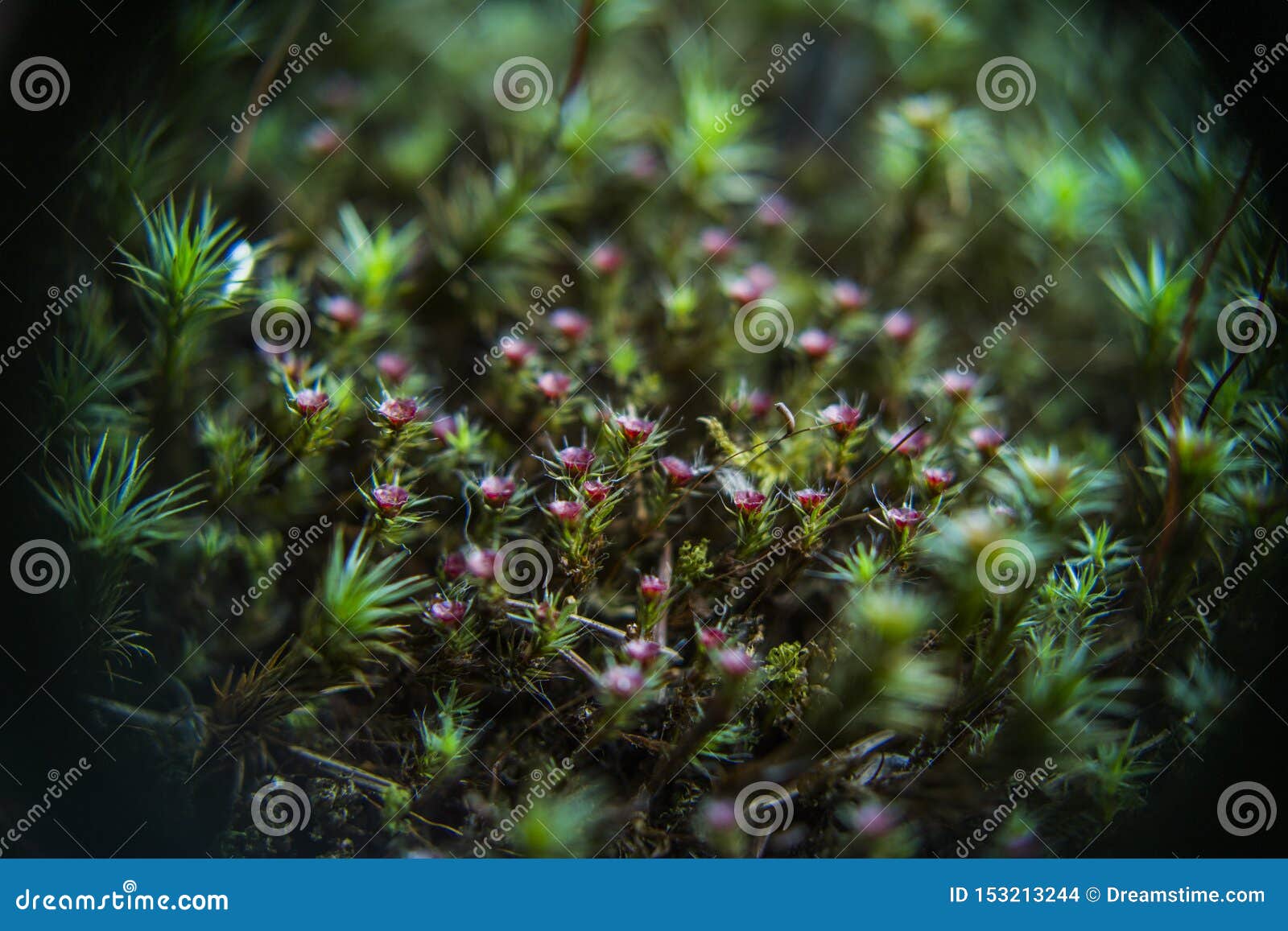 Moss deep in the forest stock photo. Image of palms - 153213244
