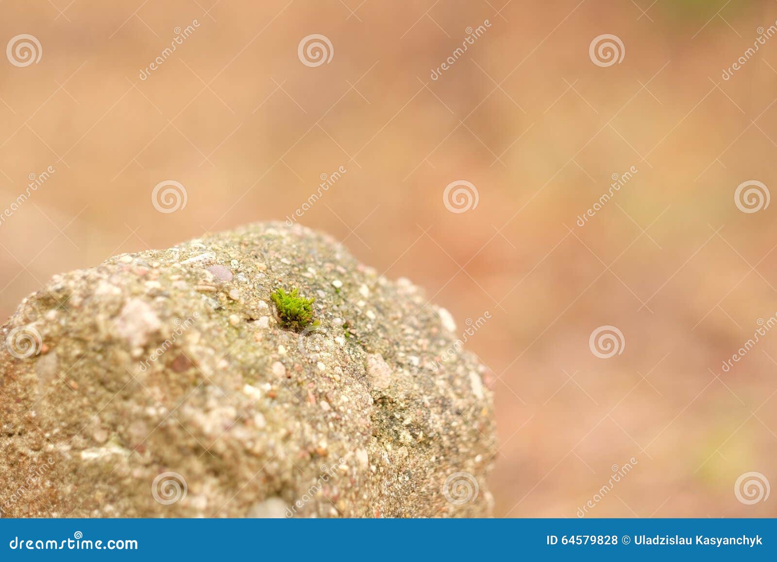 A Little Moss on the Stone. Stock Photo - Image of nature, green: 64579828