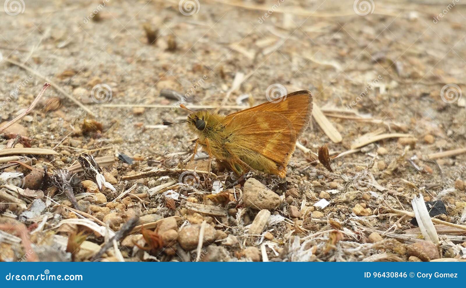 Little moth stock photo. Image of westcoast, insect, friend - 96430846