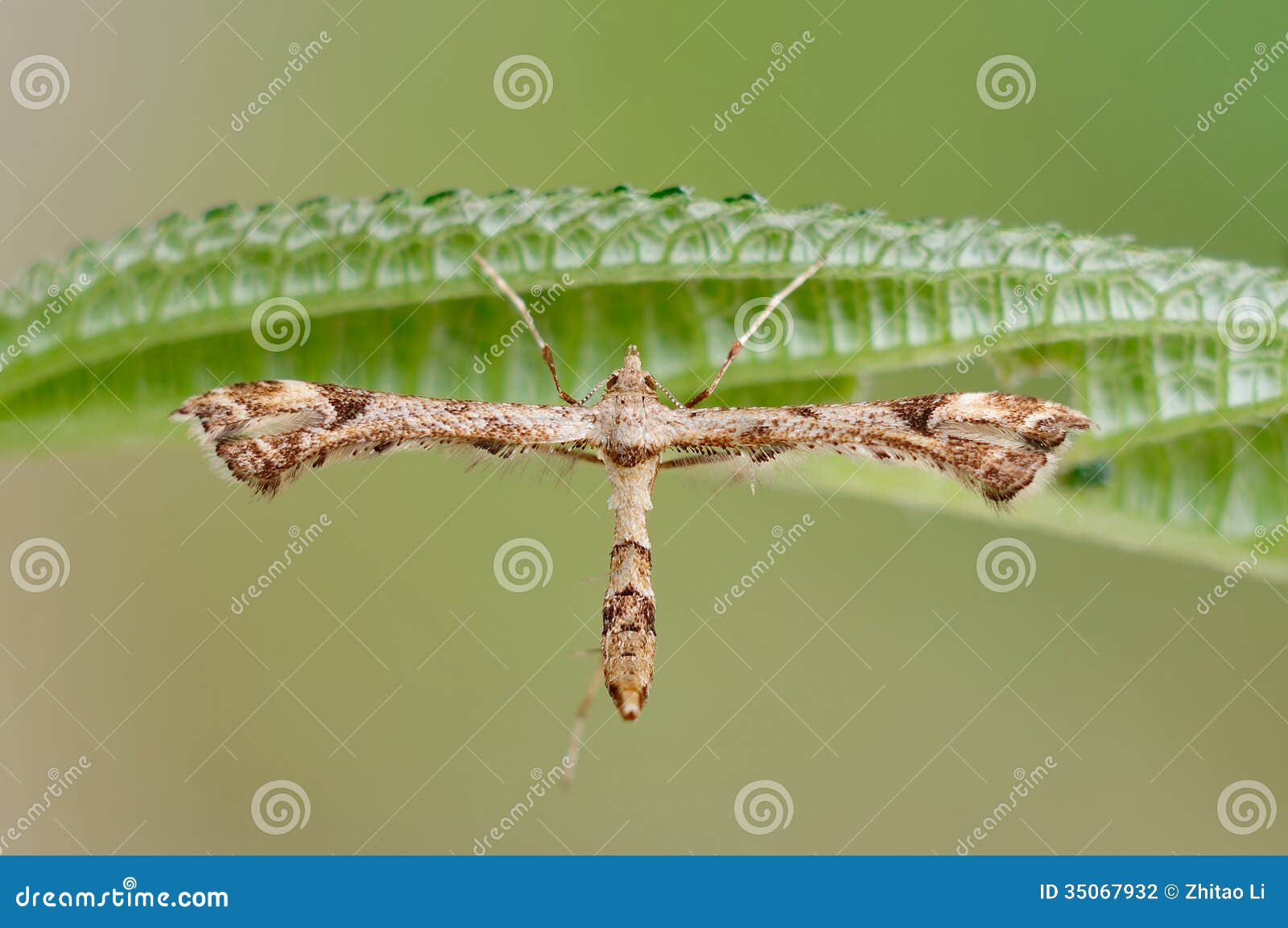 Little moth stock photo. Image of closeup, wildlife, hang - 35067932