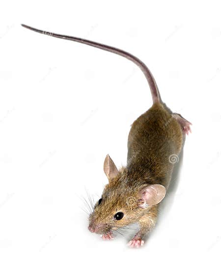 Little mouse stock image. Image of mammal, head, ugly - 12181769