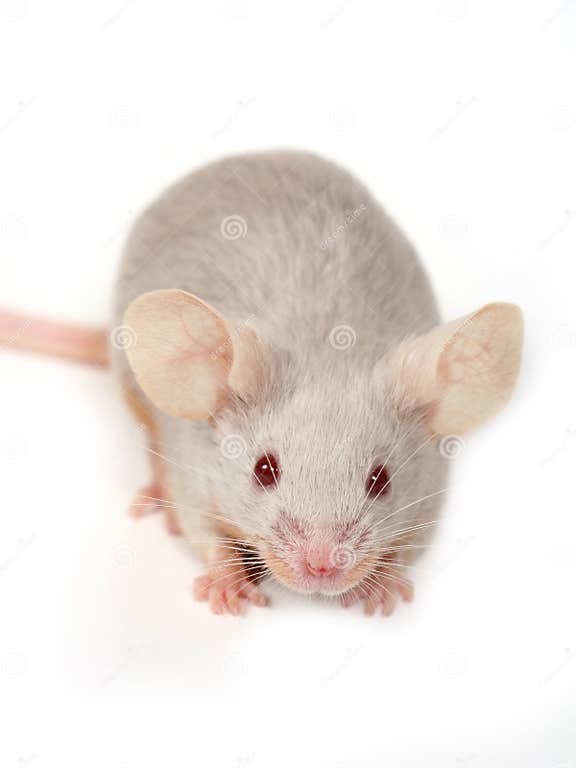 Little mouse stock photo. Image of isolate, looking, dove - 1349444