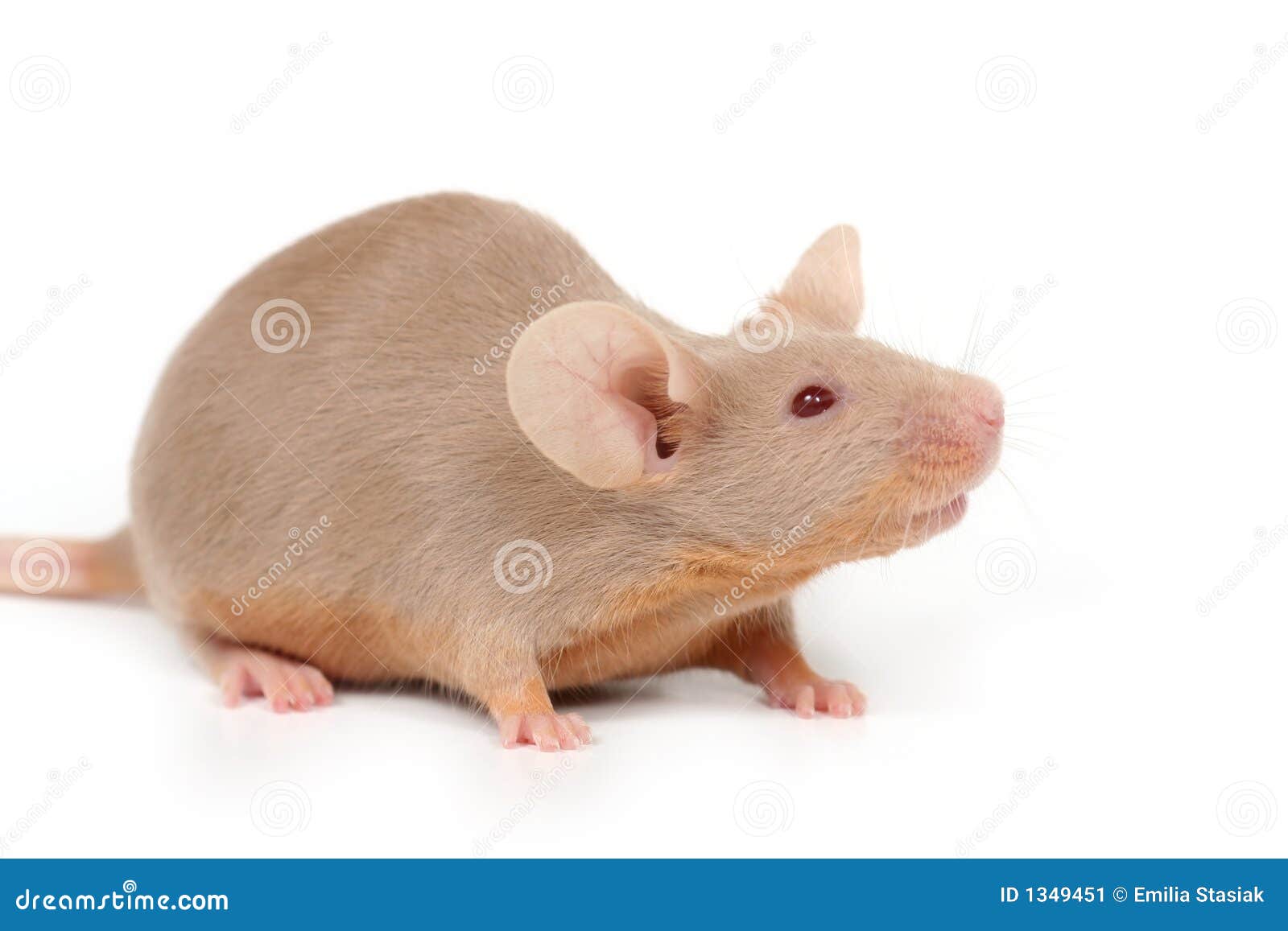 Little Mouse Stock Image - Image: 1349451