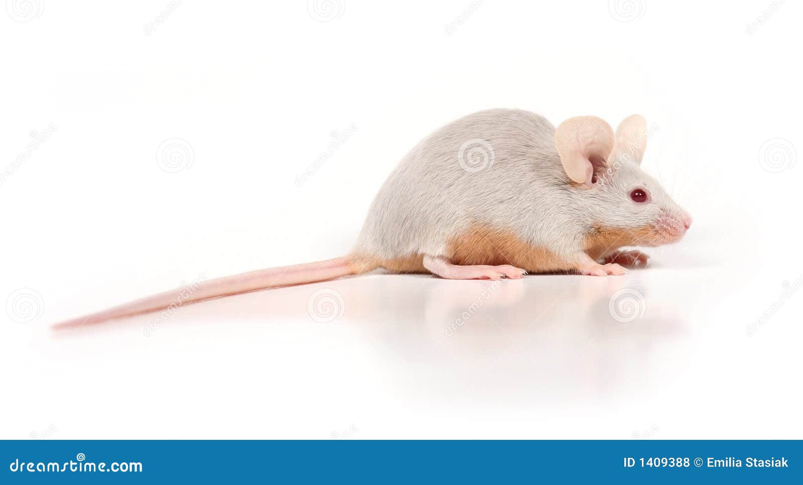 Little mouse stock photo. Image of cute, looking, furry - 1409388