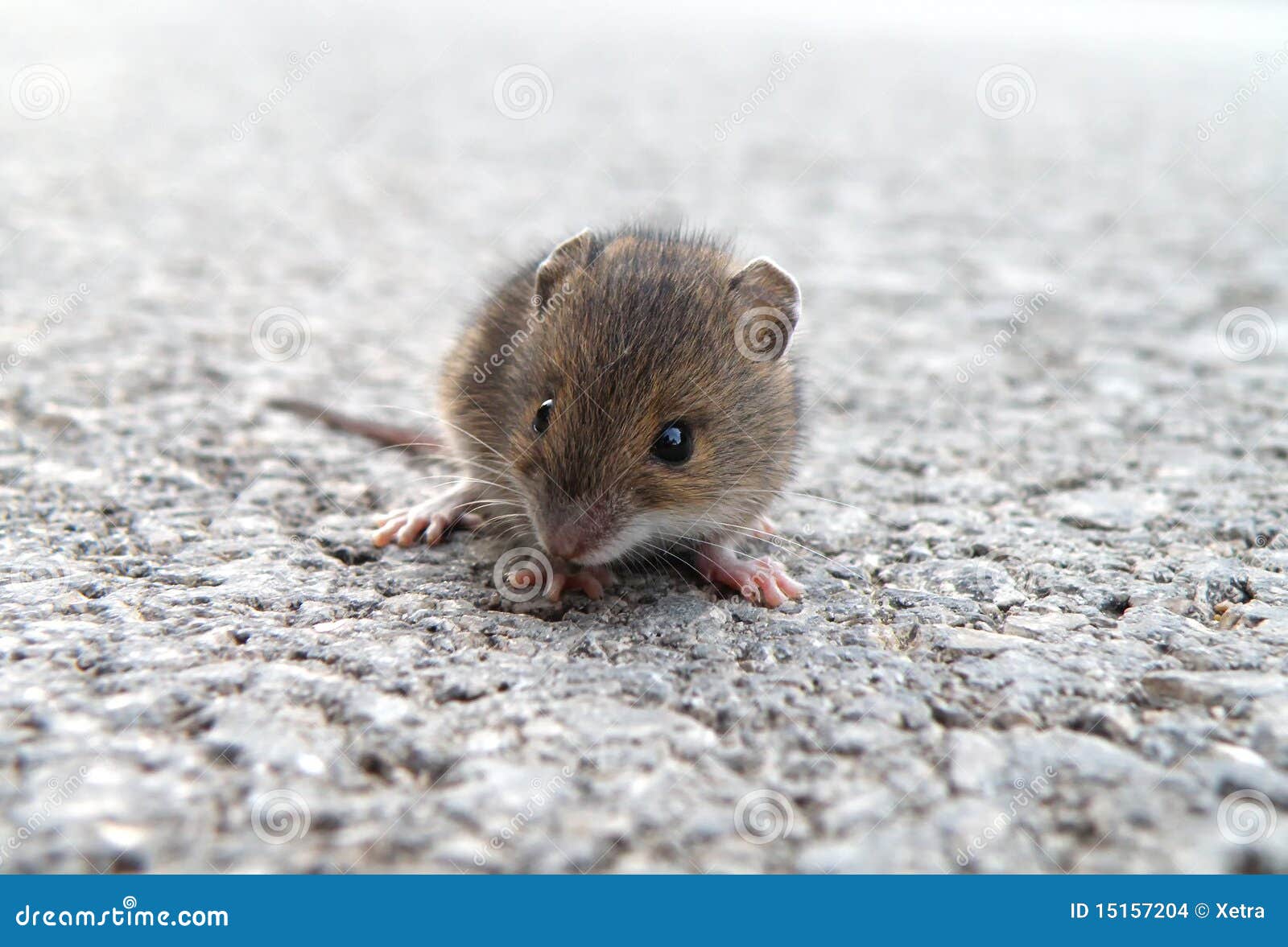 Little mouse stock photo. Image of furry, animal, hungry - 15157204