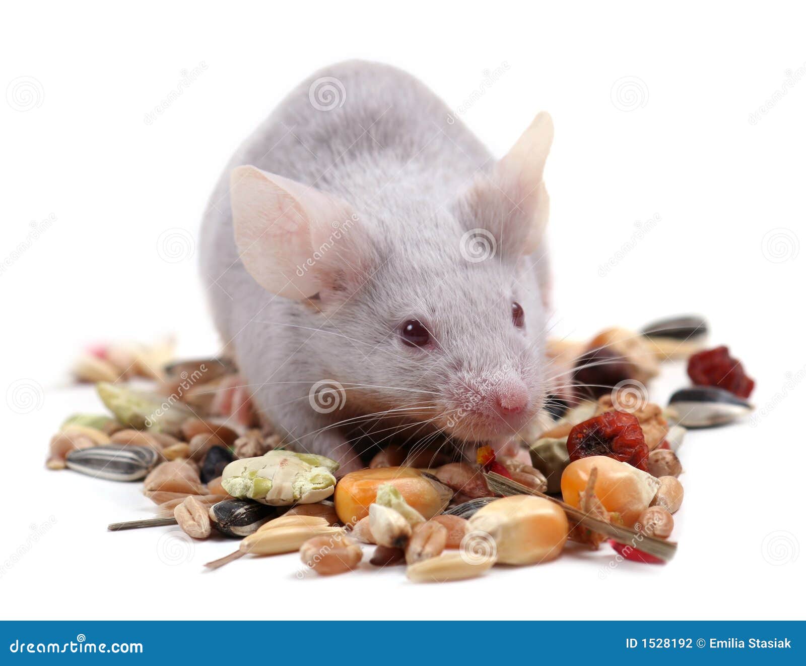 Little mouse stock photo. Image of close, funny, eating - 1528192