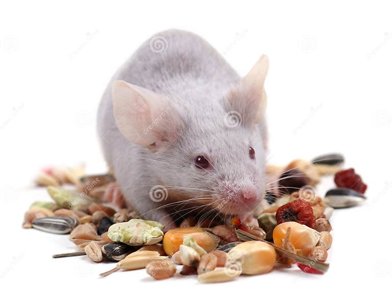 Little mouse stock photo. Image of close, funny, eating - 1528192