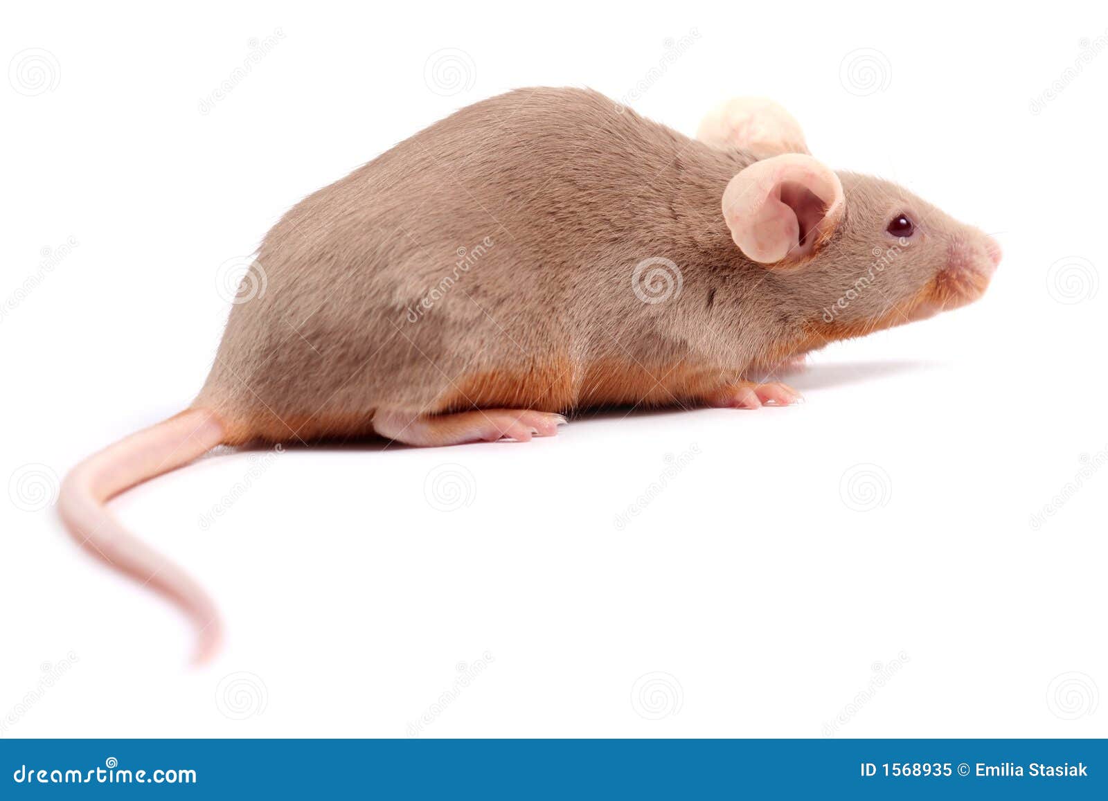 Little mouse stock image. Image of head, patch, listening - 1568935