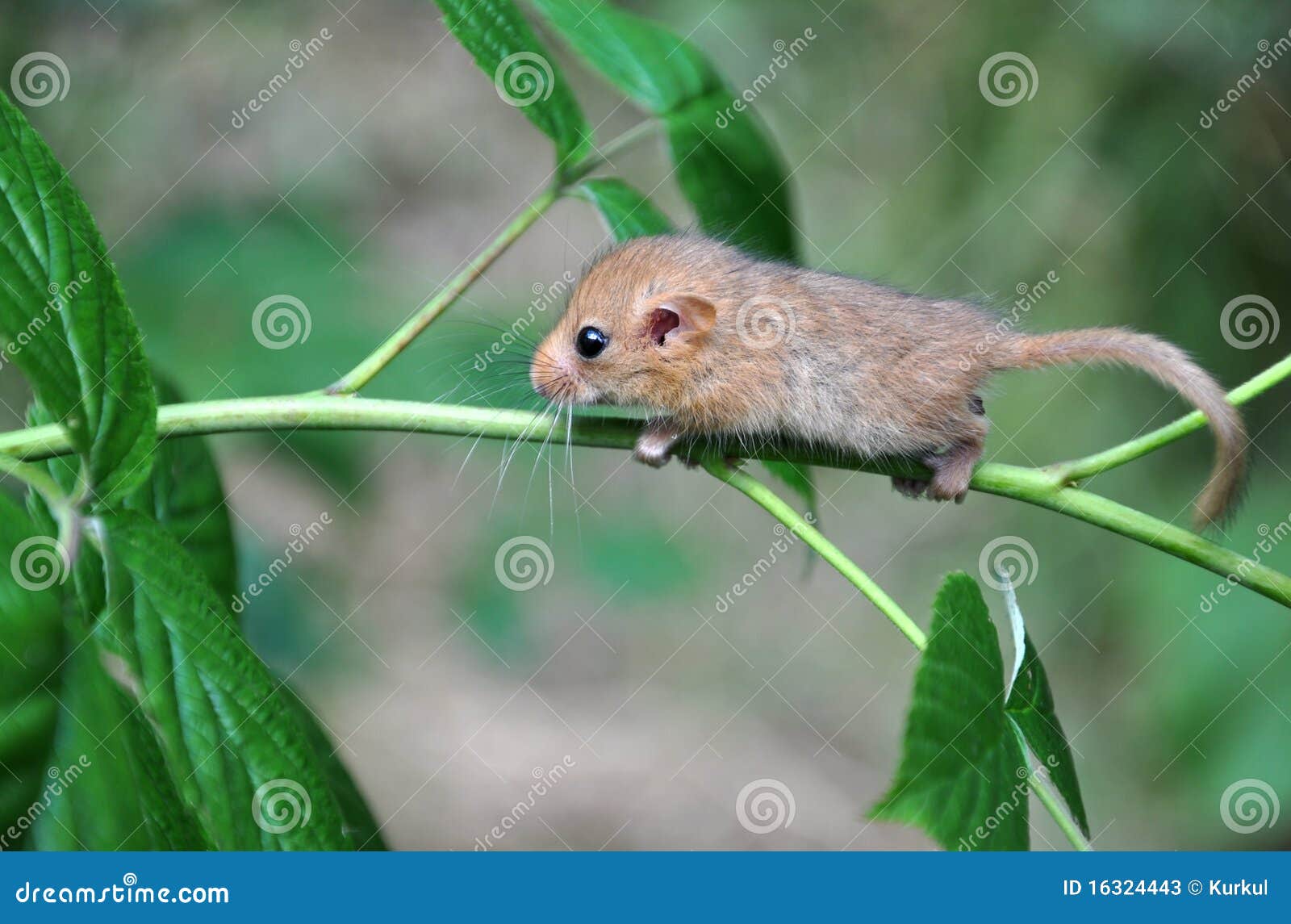 Little mouse stock image. Image of nature, funny, nose - 16324443